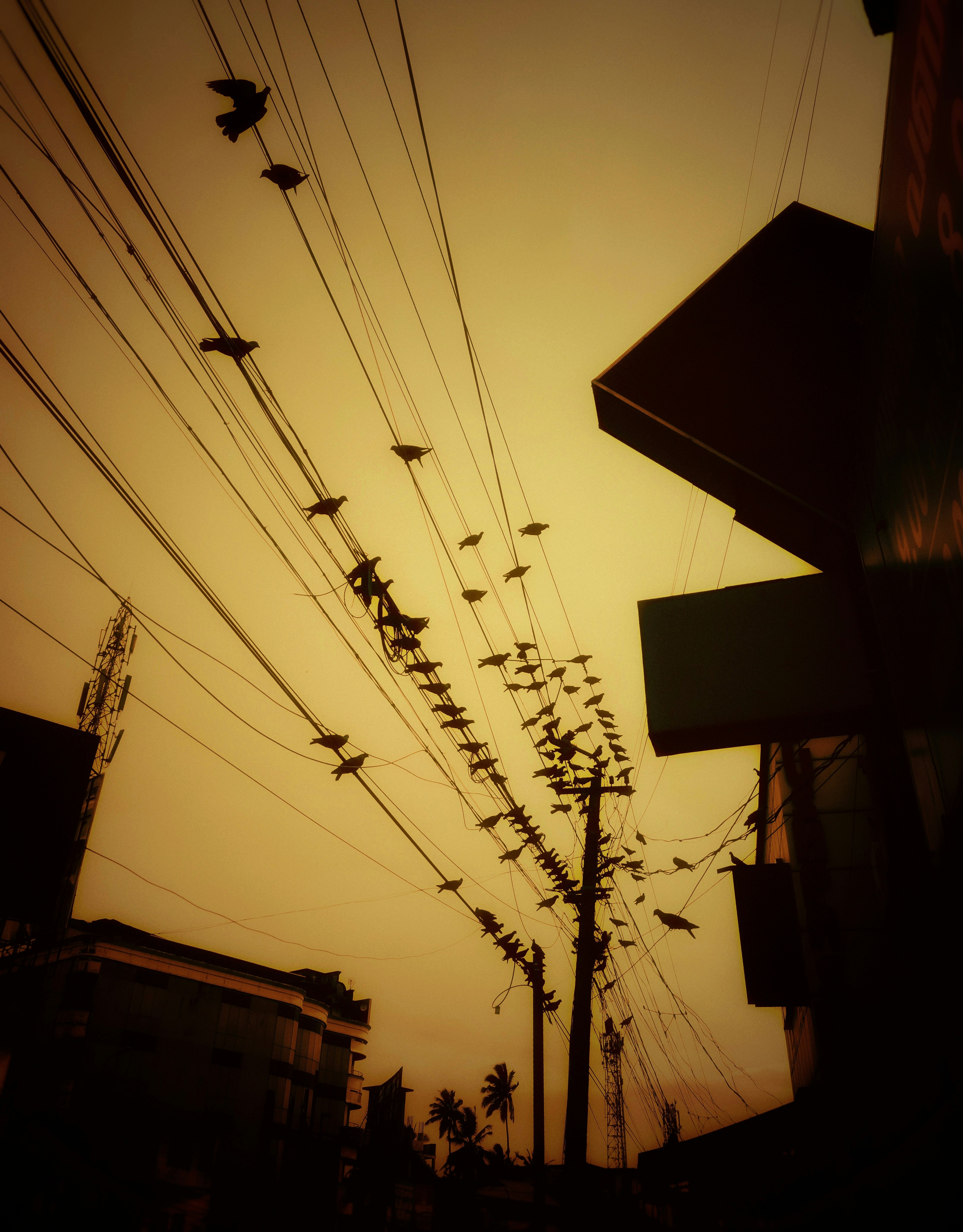 A photograph captures a city silhouette at golden hour, with birds perched along intersecting power lines against a warm sky.