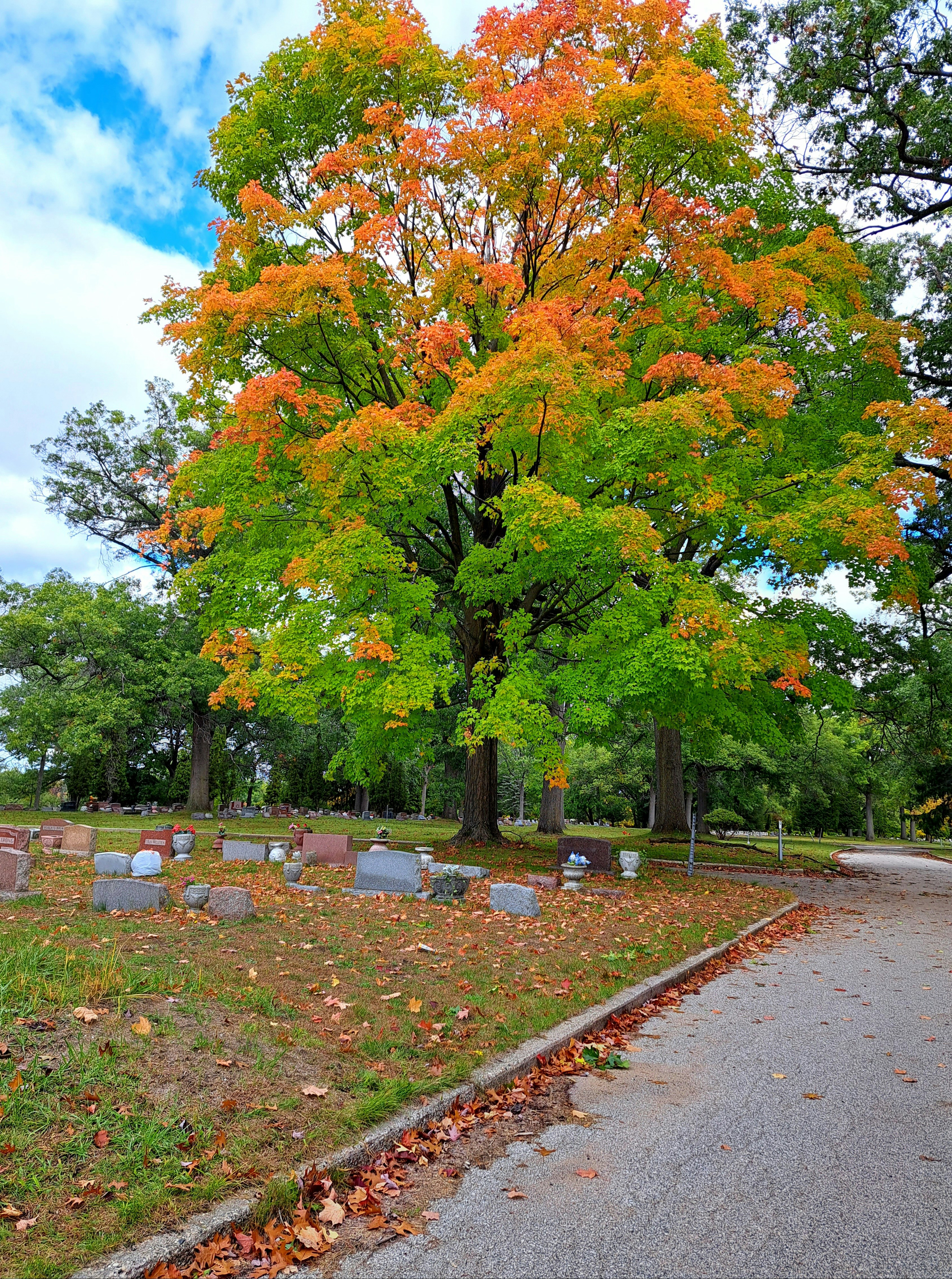 A cemetery with a tree in the middle of it photo – Free Cemetery ...