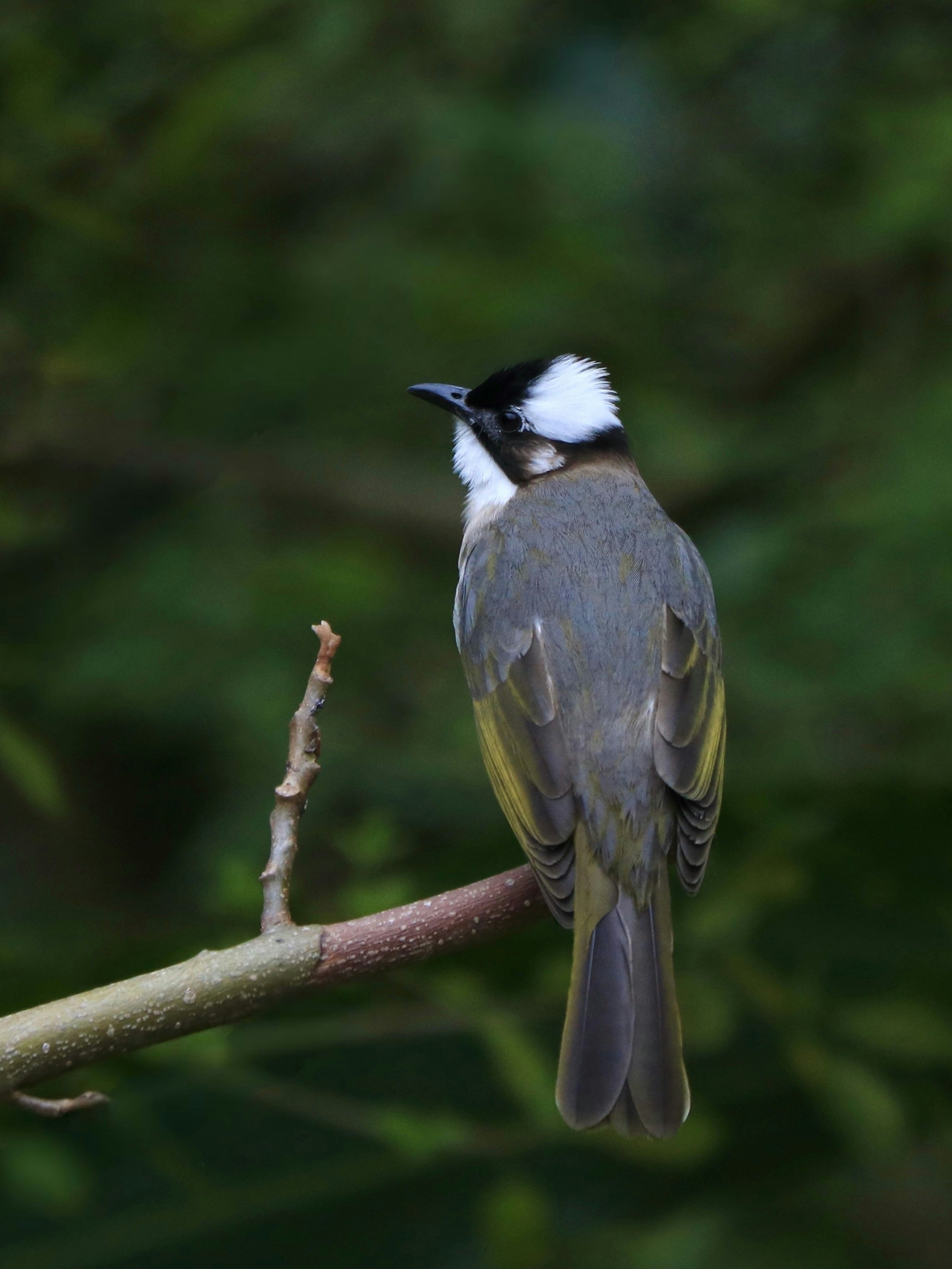 A small bird perched on a tree branch photo – Free Bird Image on Unsplash