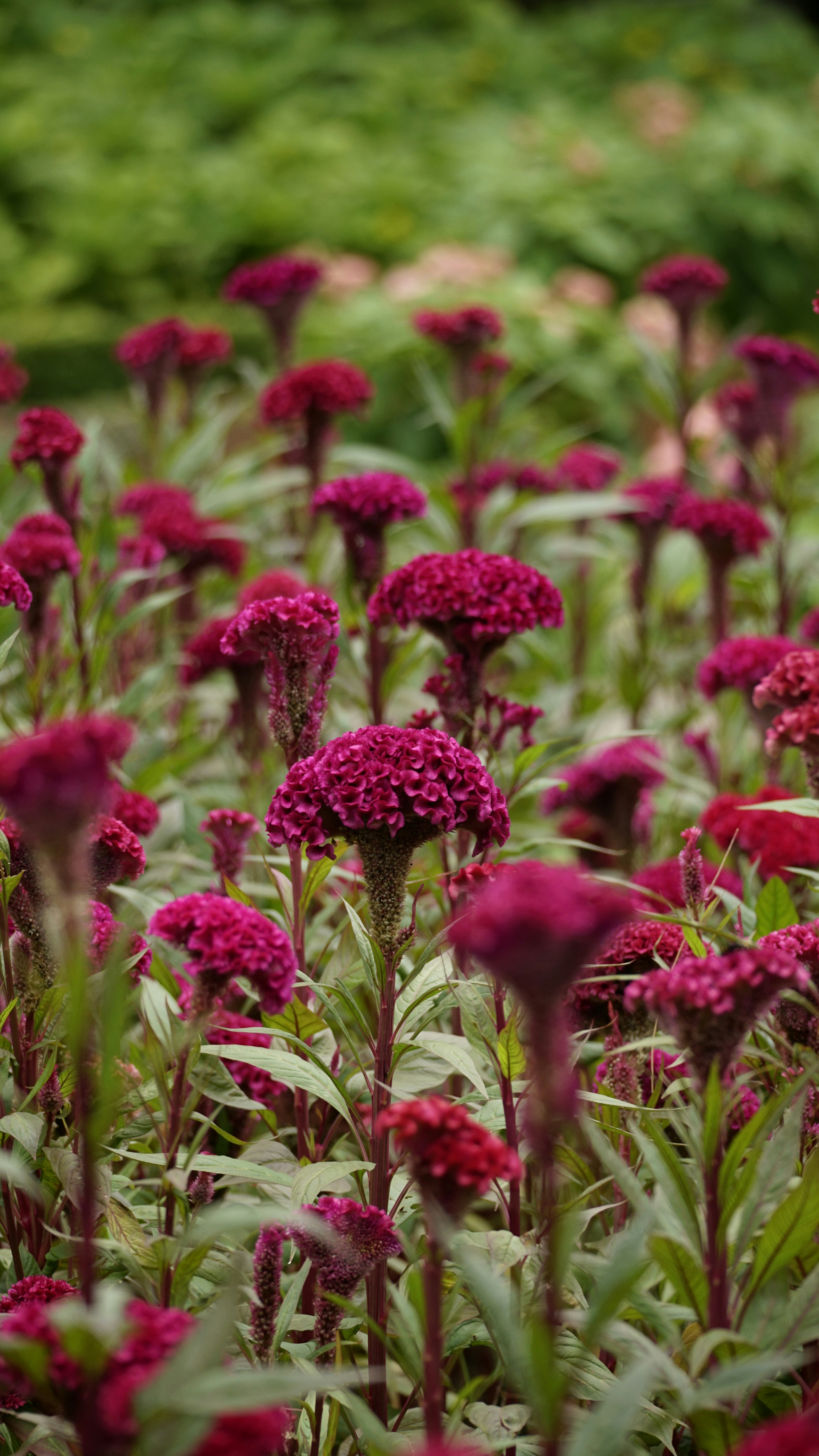 Crimson Heads in a Quiet Garden Field