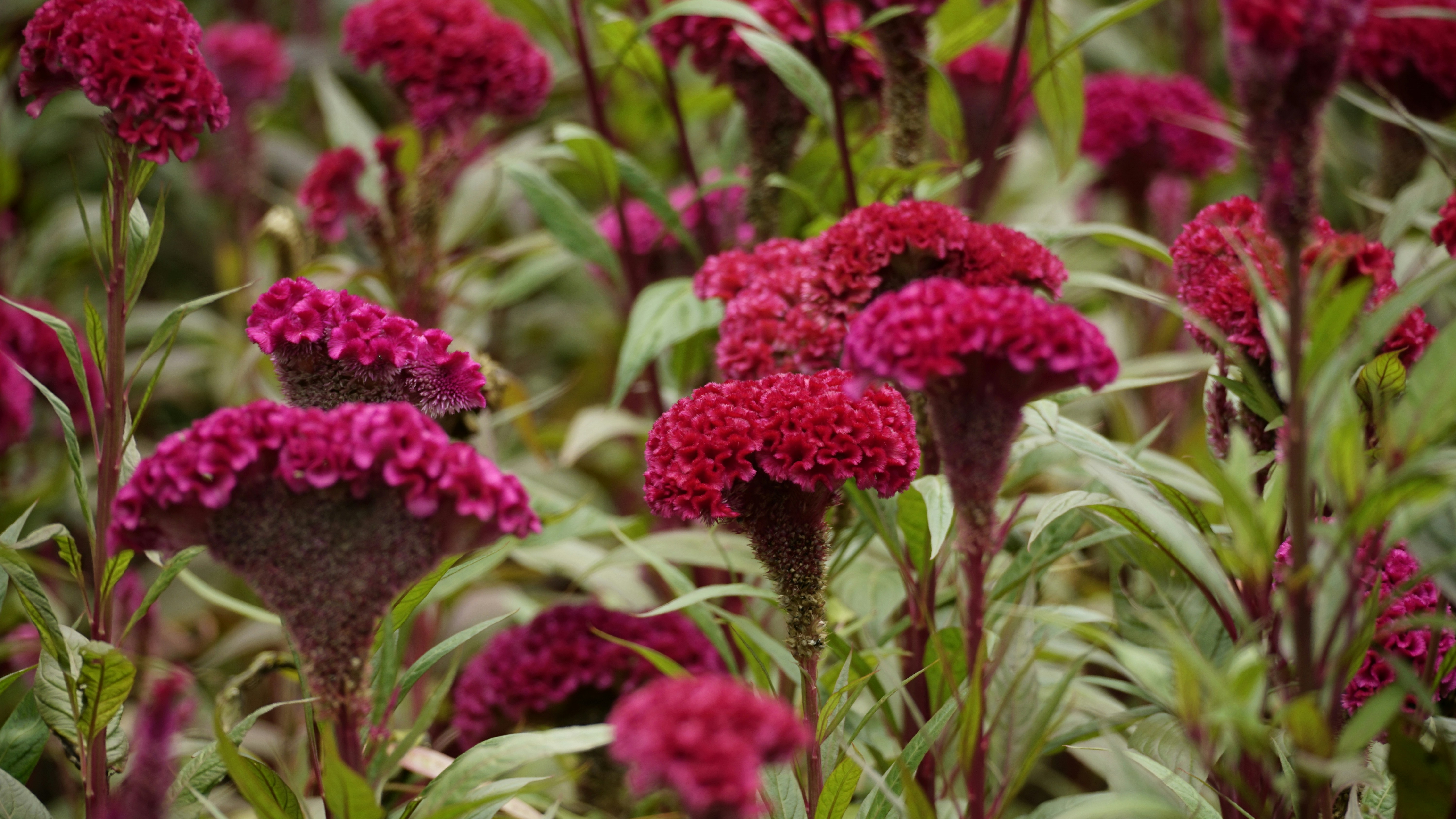 Foto Seikat bunga merah yang ada di rumput – Gambar Gratis di Unsplash