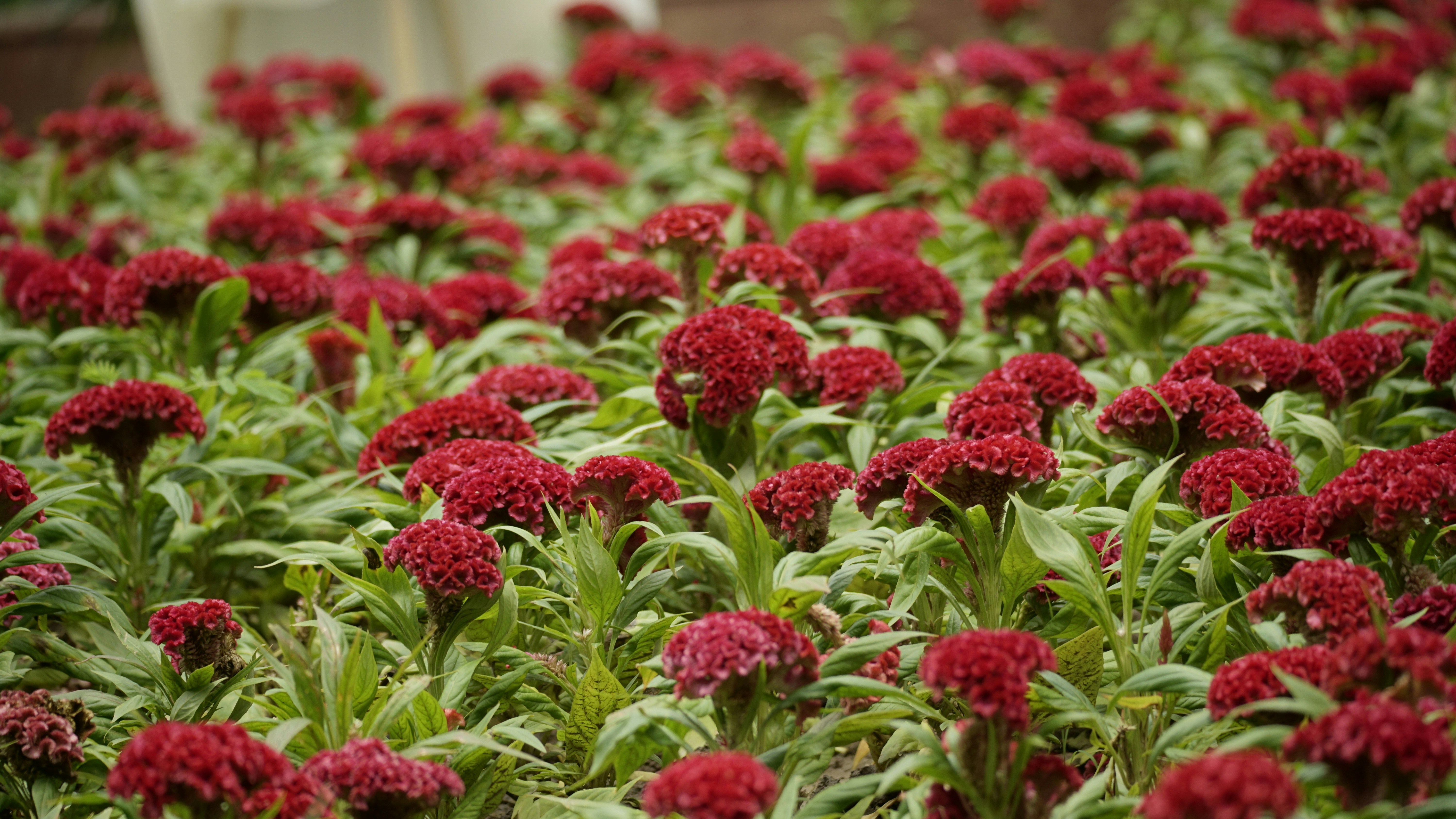 Crimson Velvet Field: A Living Carpet of Celosia