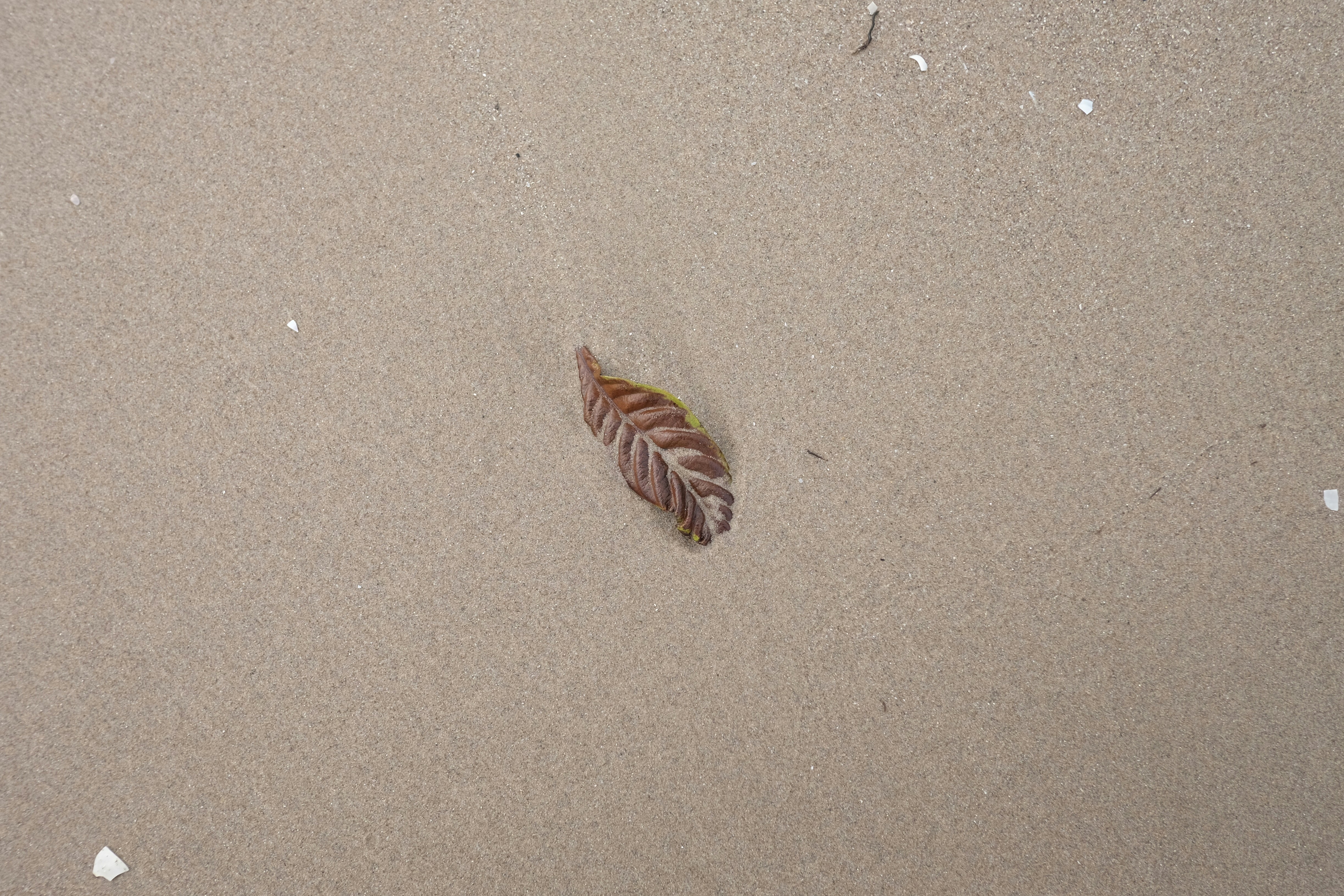 Solitary Leaf on Uniform Sand: A Quiet Study in Texture