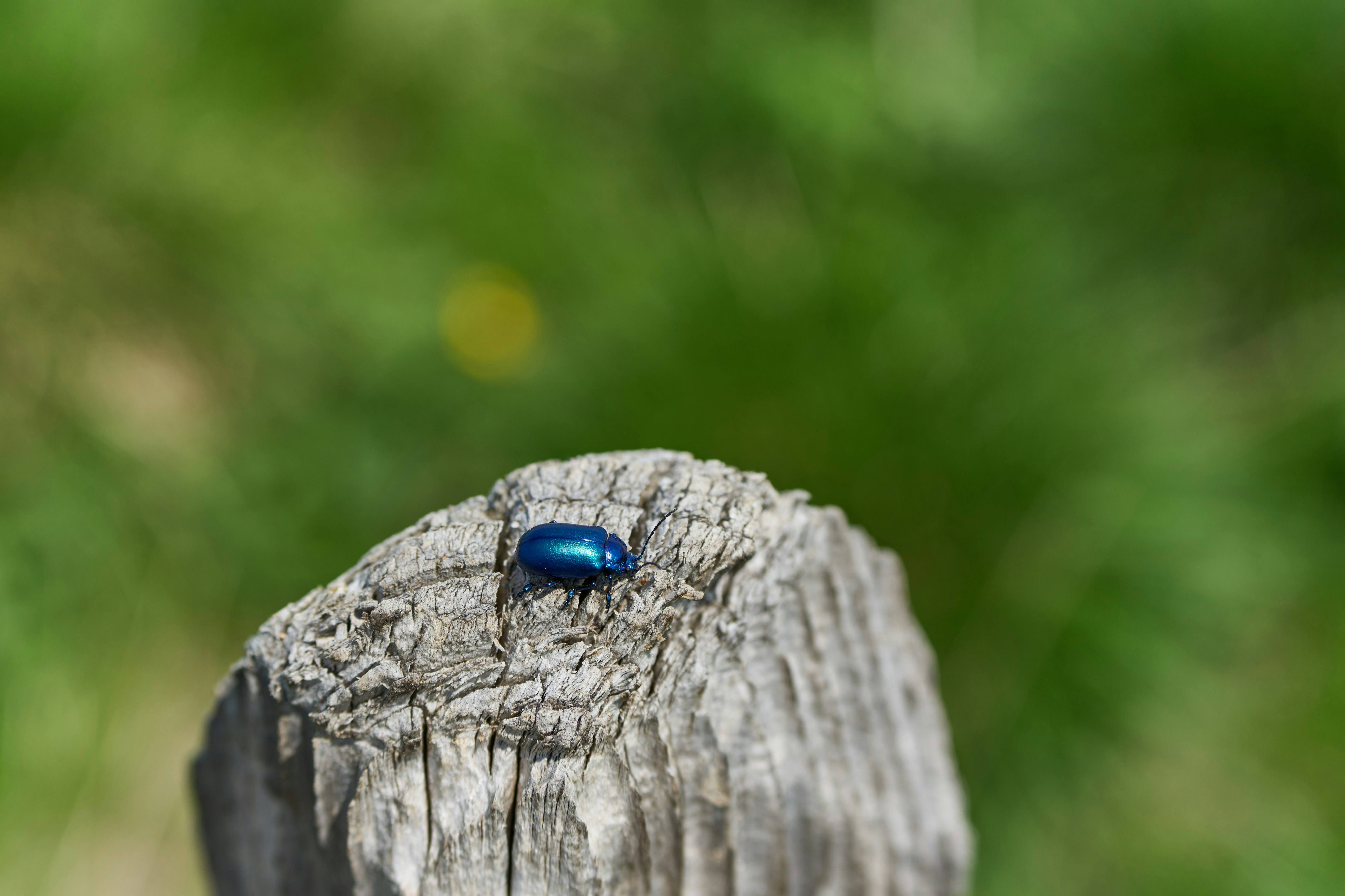 Azure Jewel on a Weathered Stump in a Sunlit Glade
