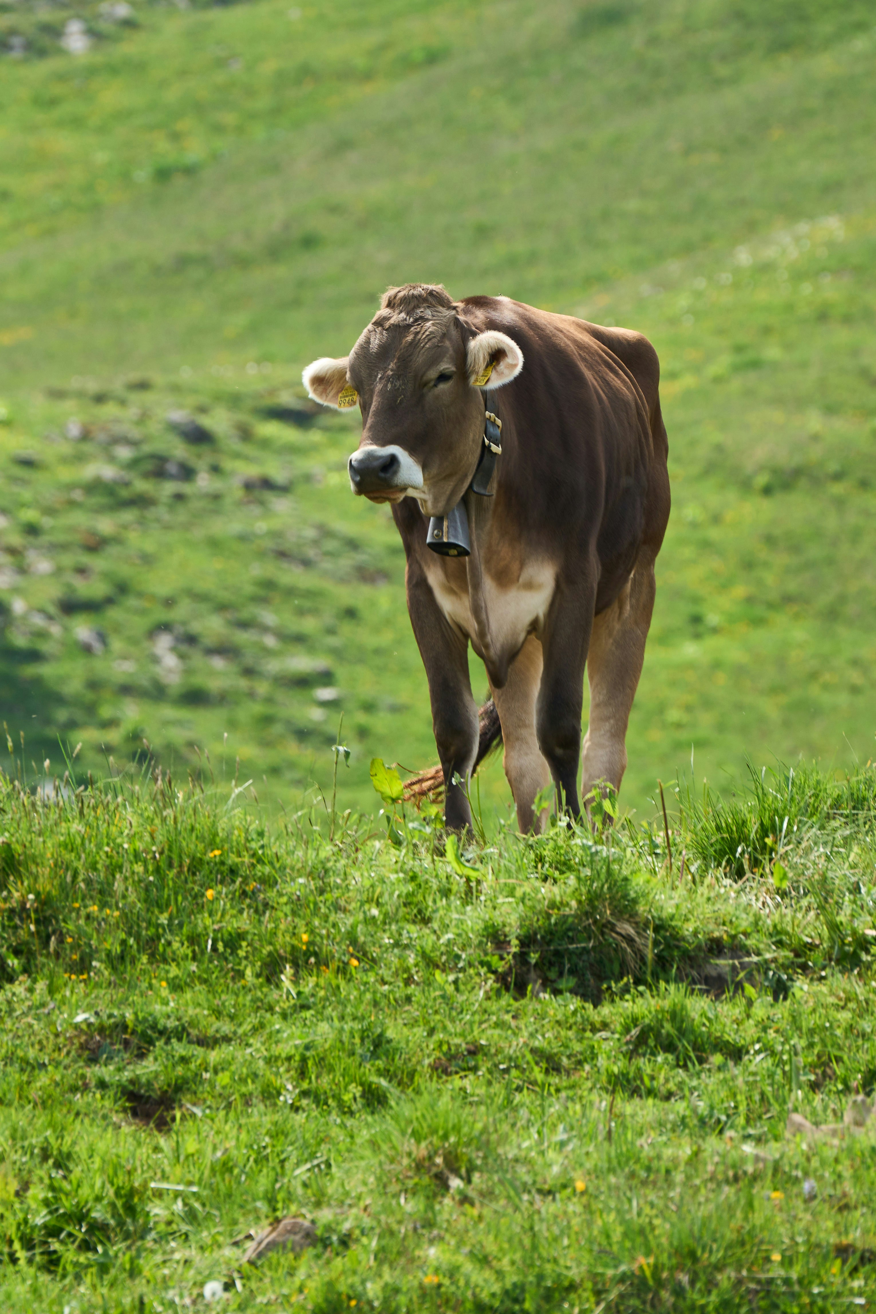 Sunlit Meadow Portrait: A Brown Cow Pauses in Quiet Pasture