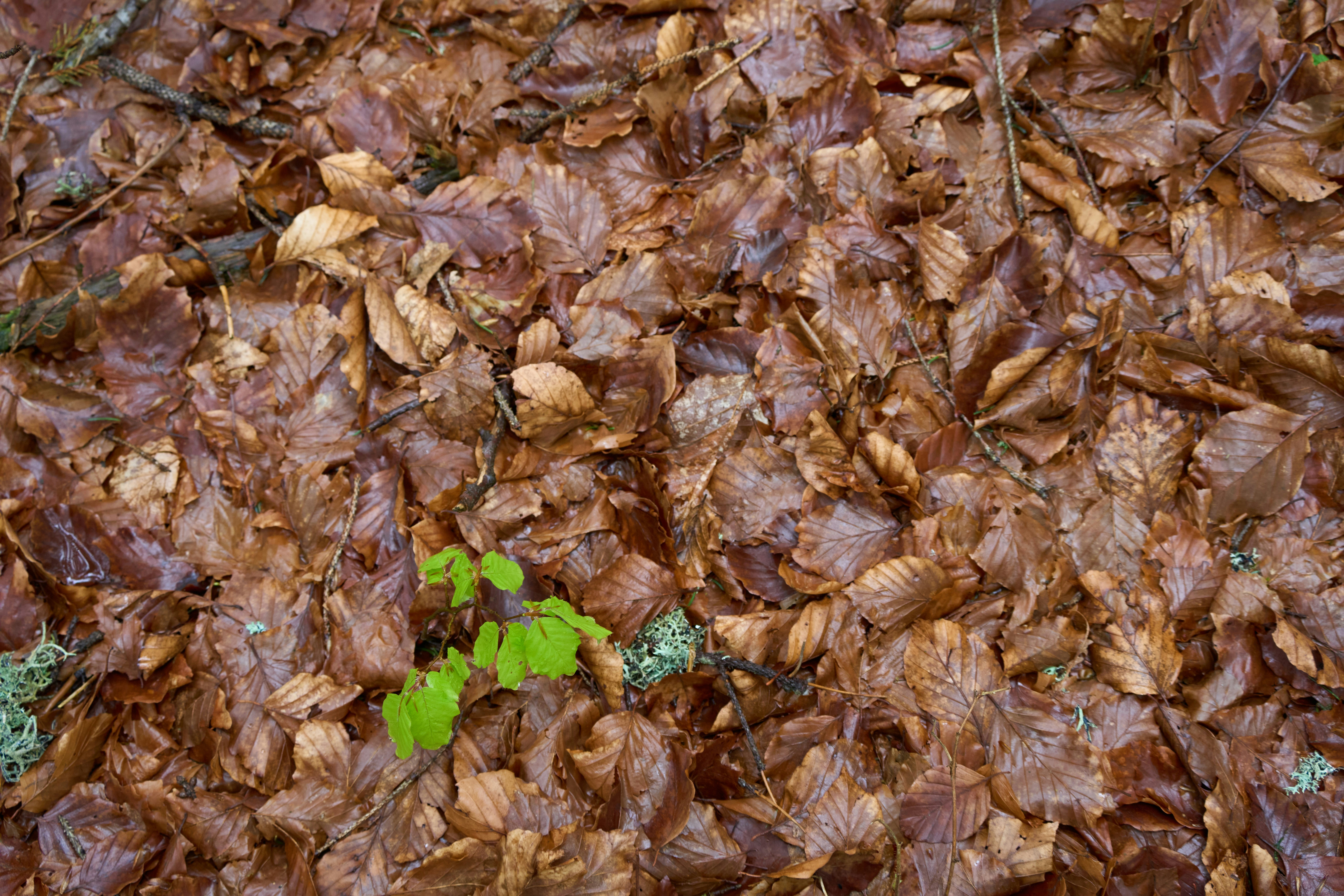 Verdant Sprout Breaks Through Autumn Leaf Litter