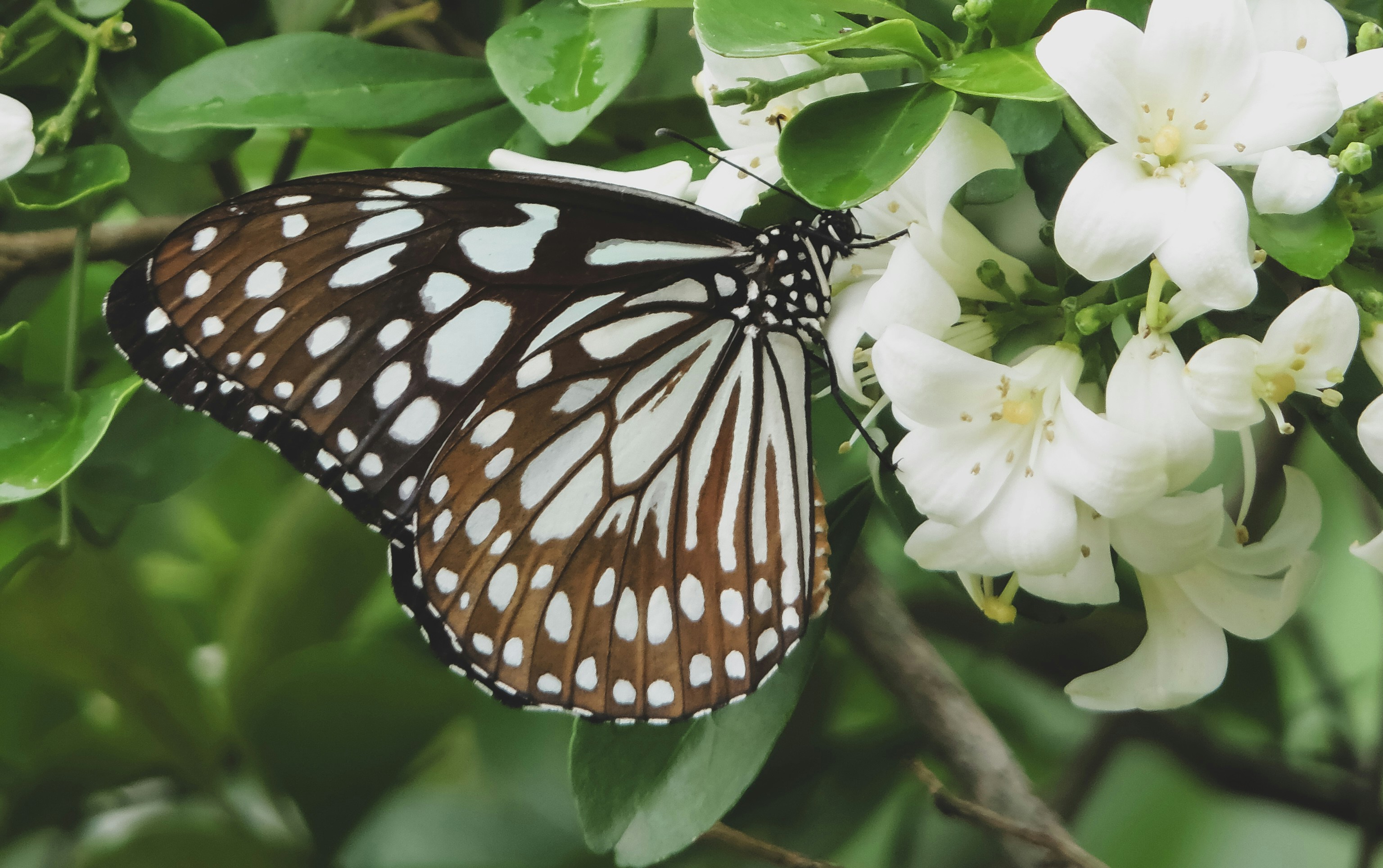 1000+ Beautiful Butterfly Pictures | Download Free Images on Unsplash
