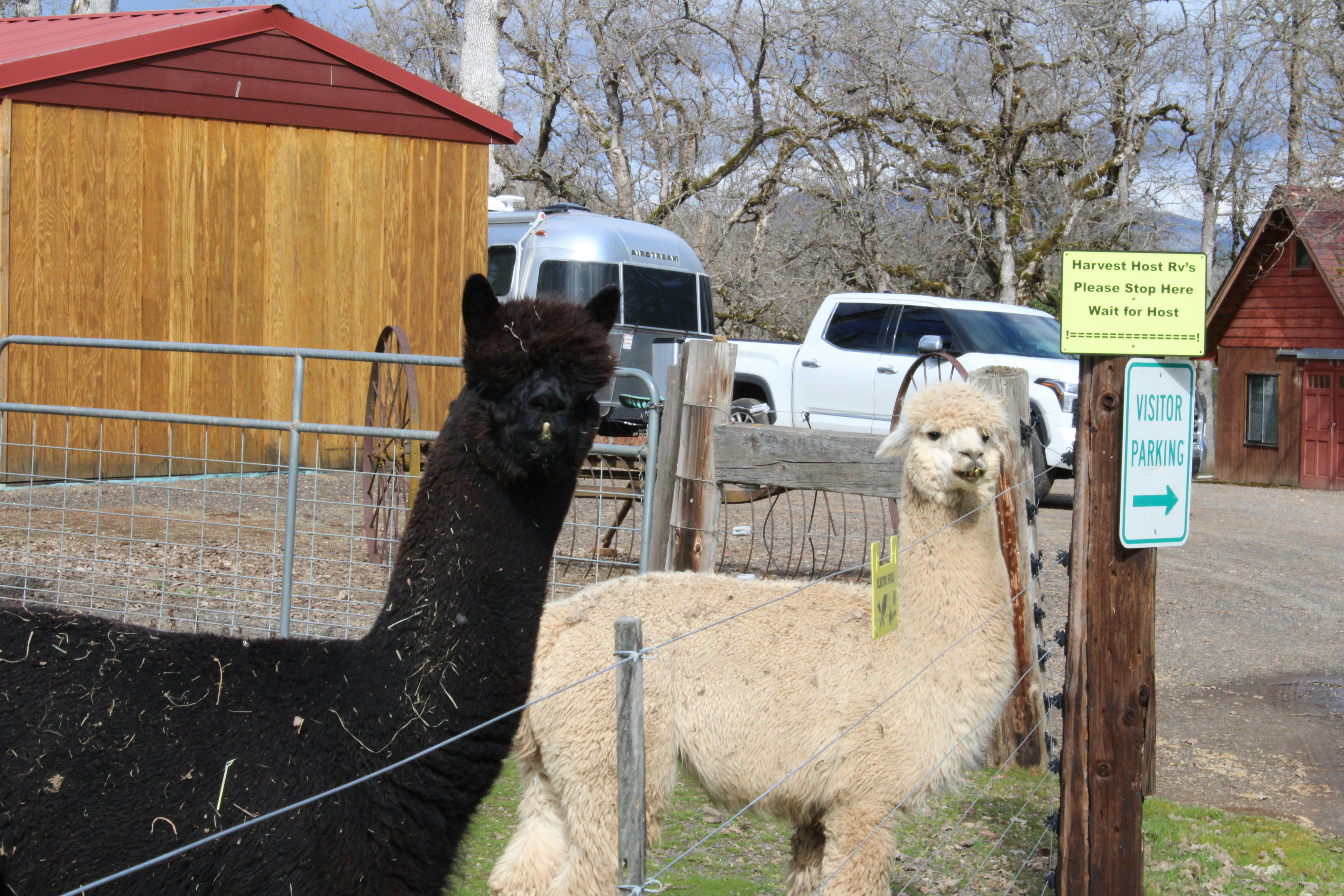 A couple of llamas standing next to each other photo – Free Oregon ...