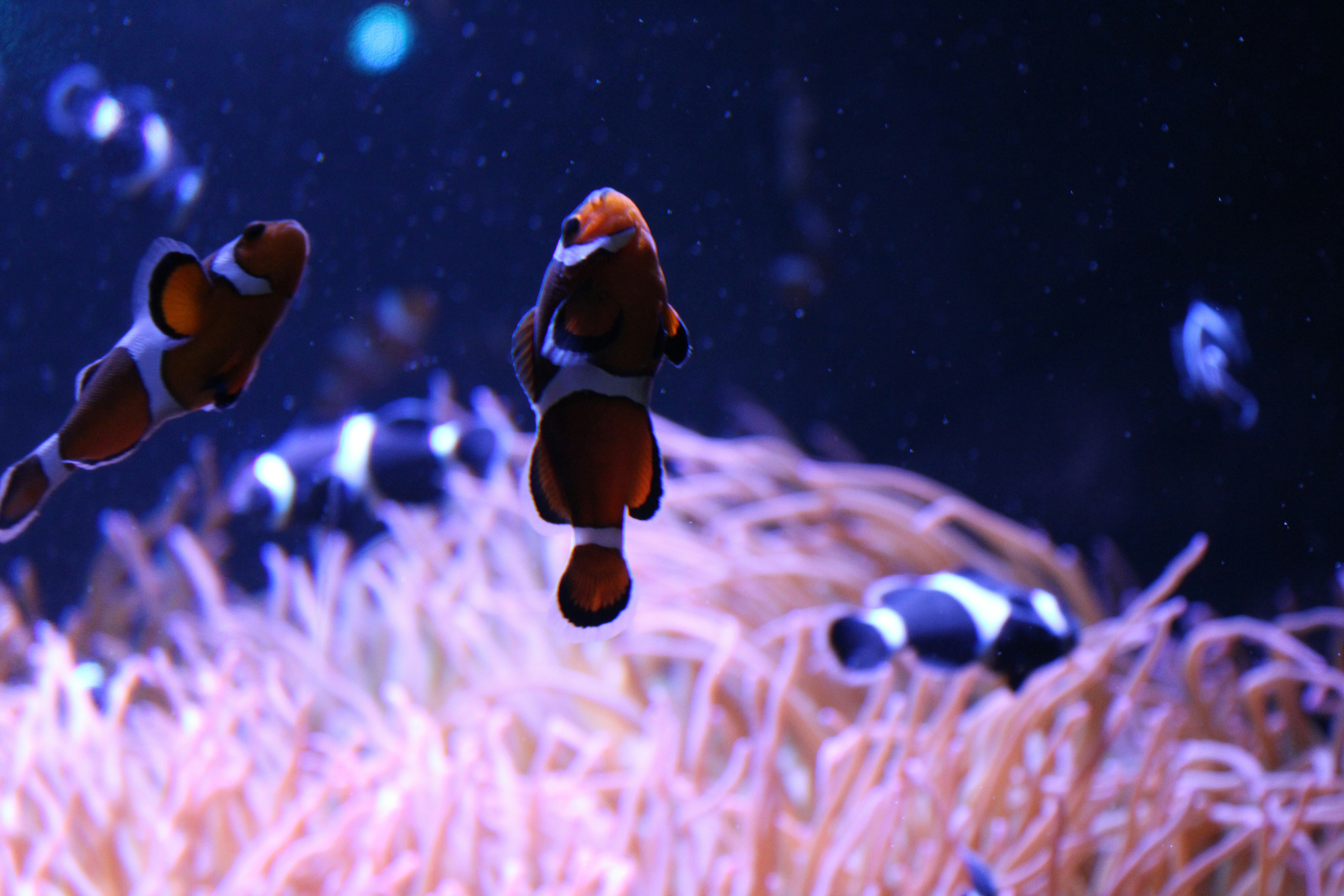 Centerstage in a Neon Reef: A Clownfish Spotlight Among Pink Anemones