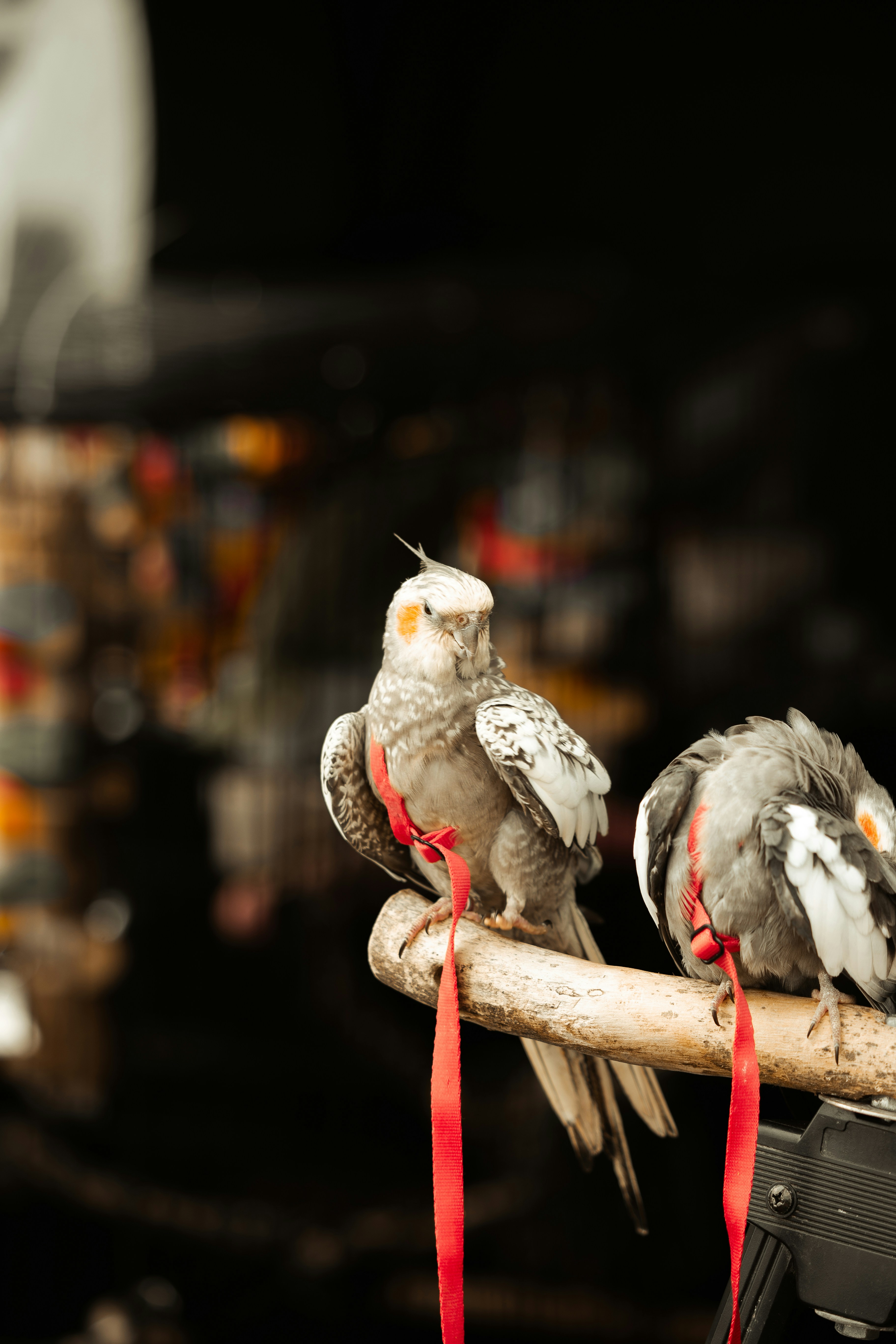 Two cockatiels perching on a wooden rod in a dim shop