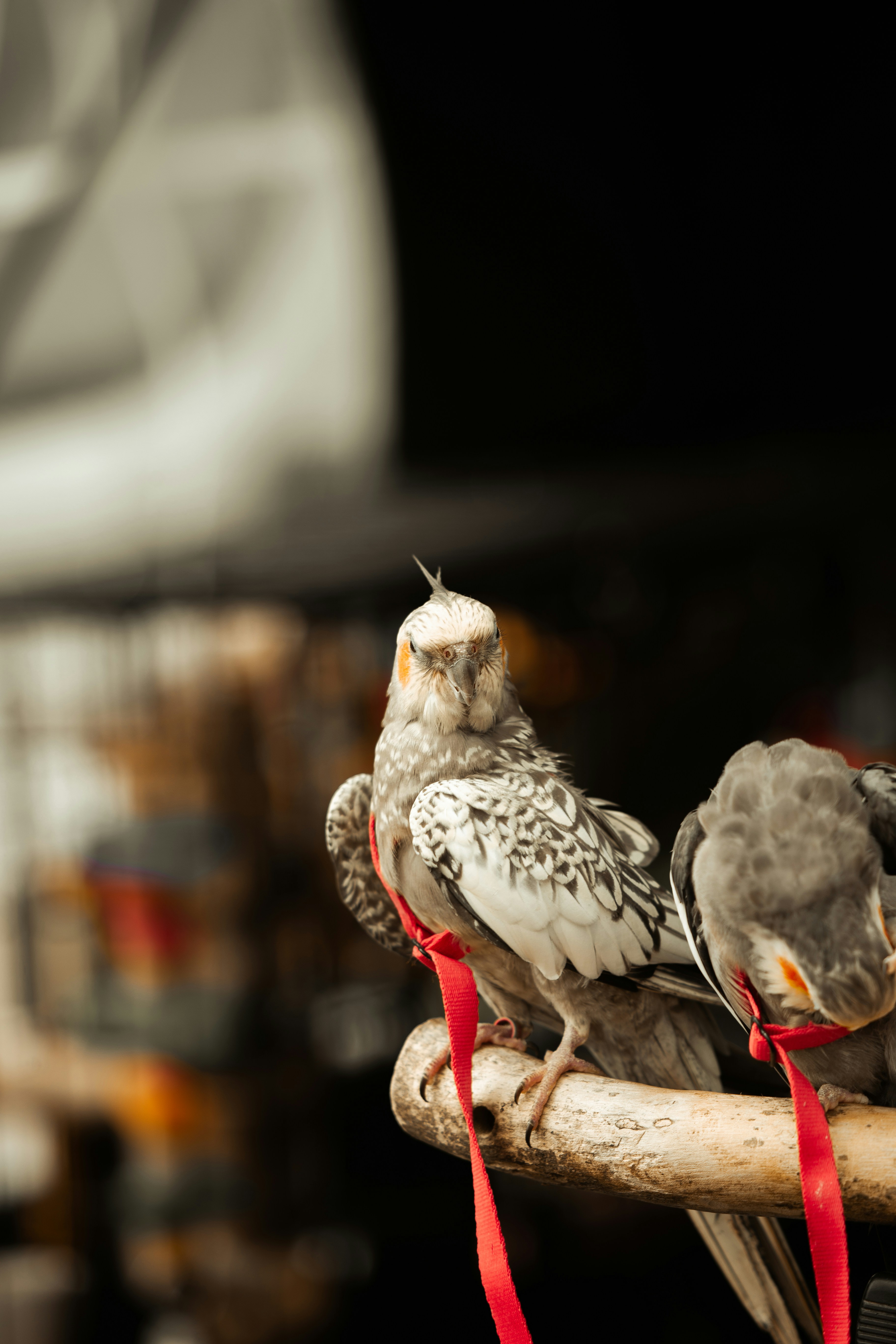 Crested Cockatiel Duo in Red Harnesses on a Weathered Perch