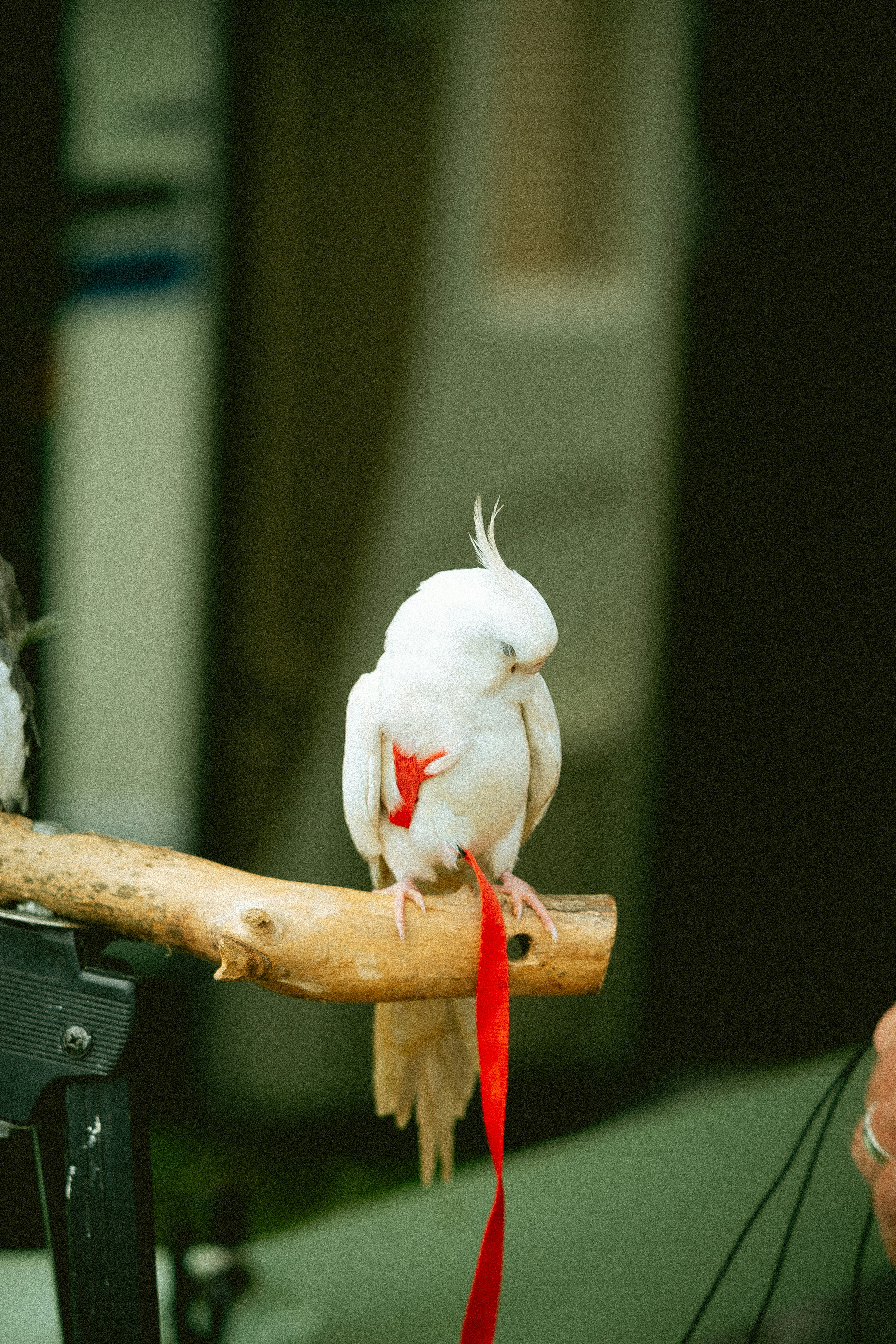 Crimson-Tailed Cockatoo Perched on a Weathered Branch