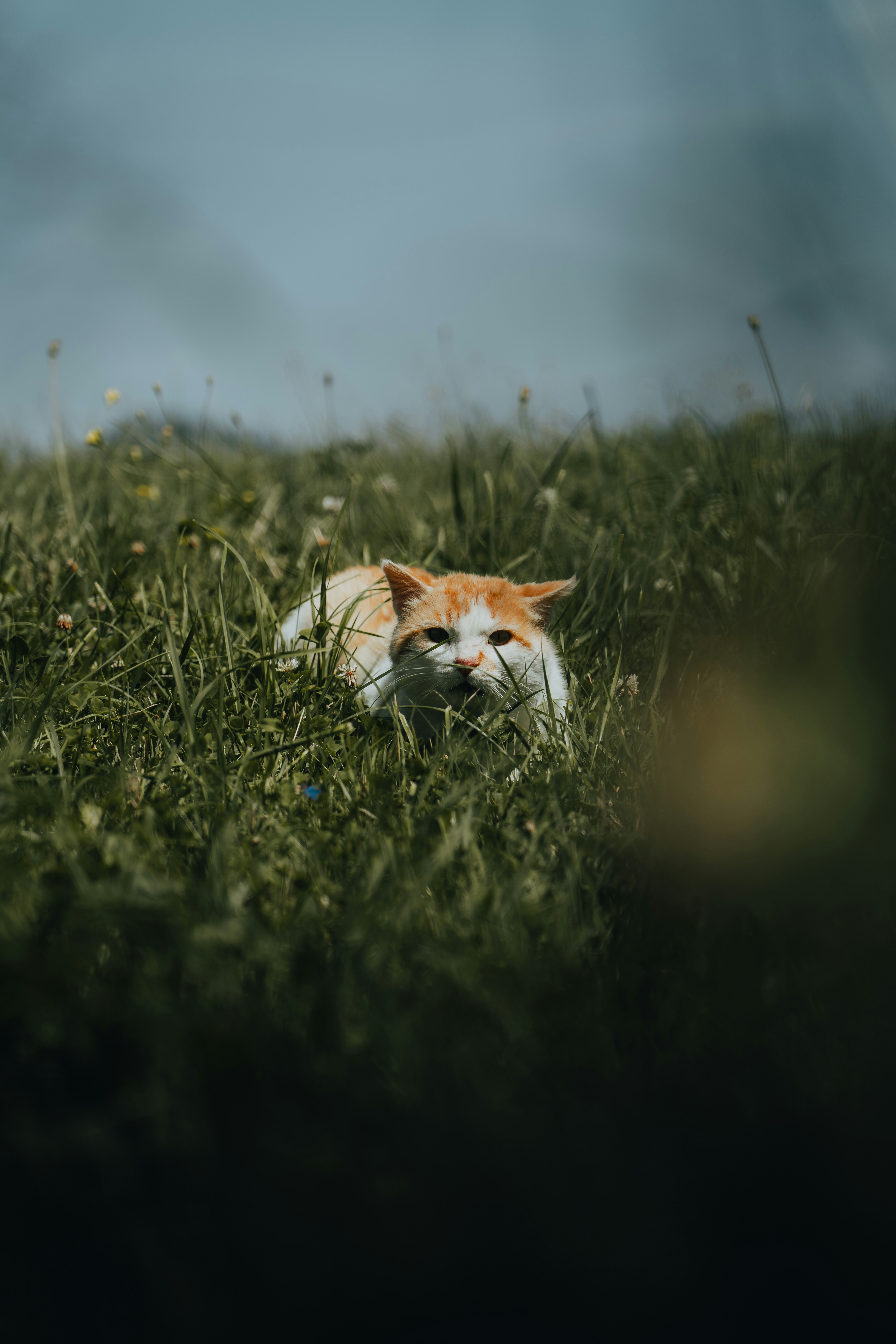 A cat laying in a field of tall grass photo – Free Image on Unsplash