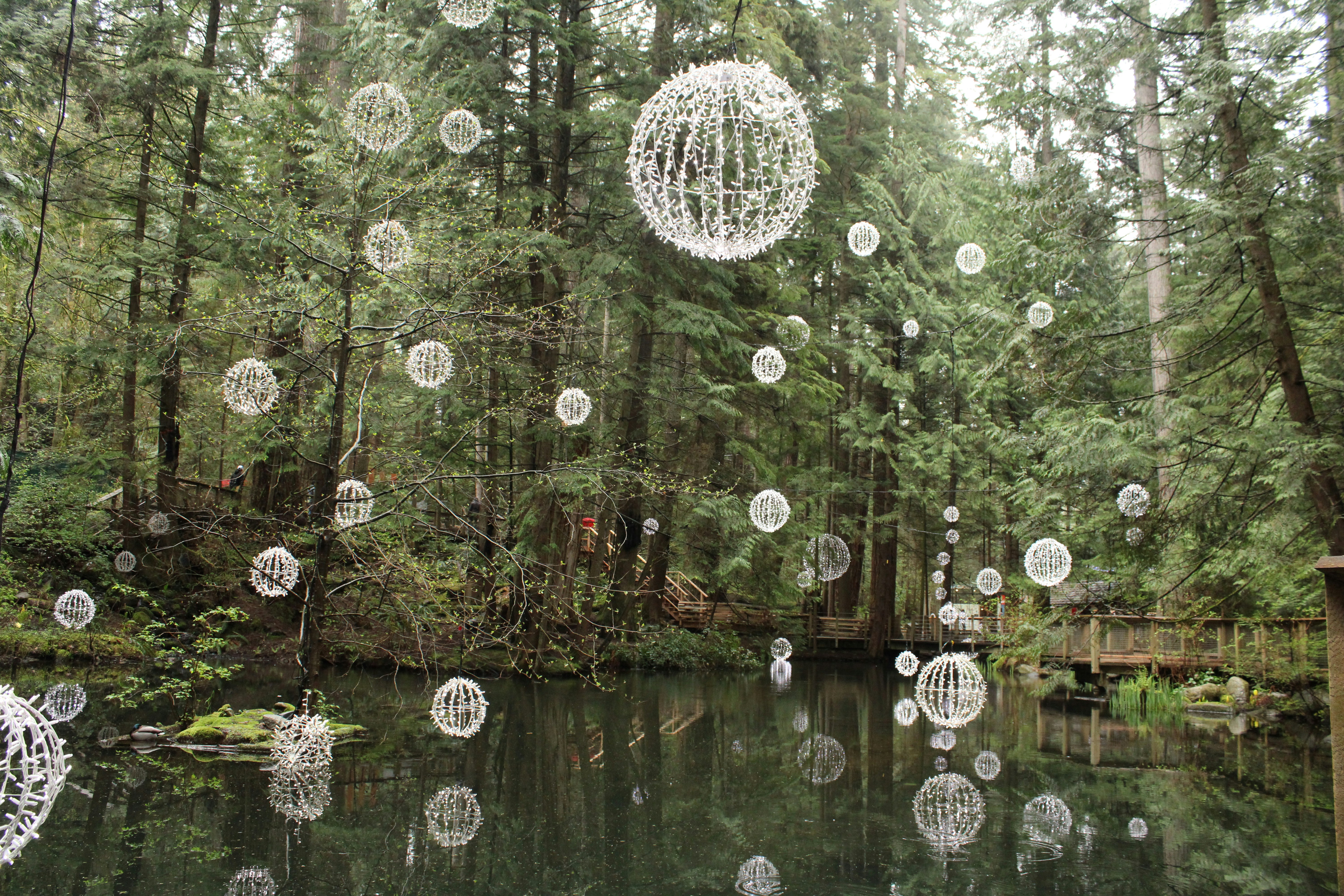 Orbs of Light Drifting Above a Serene Forest Pond
