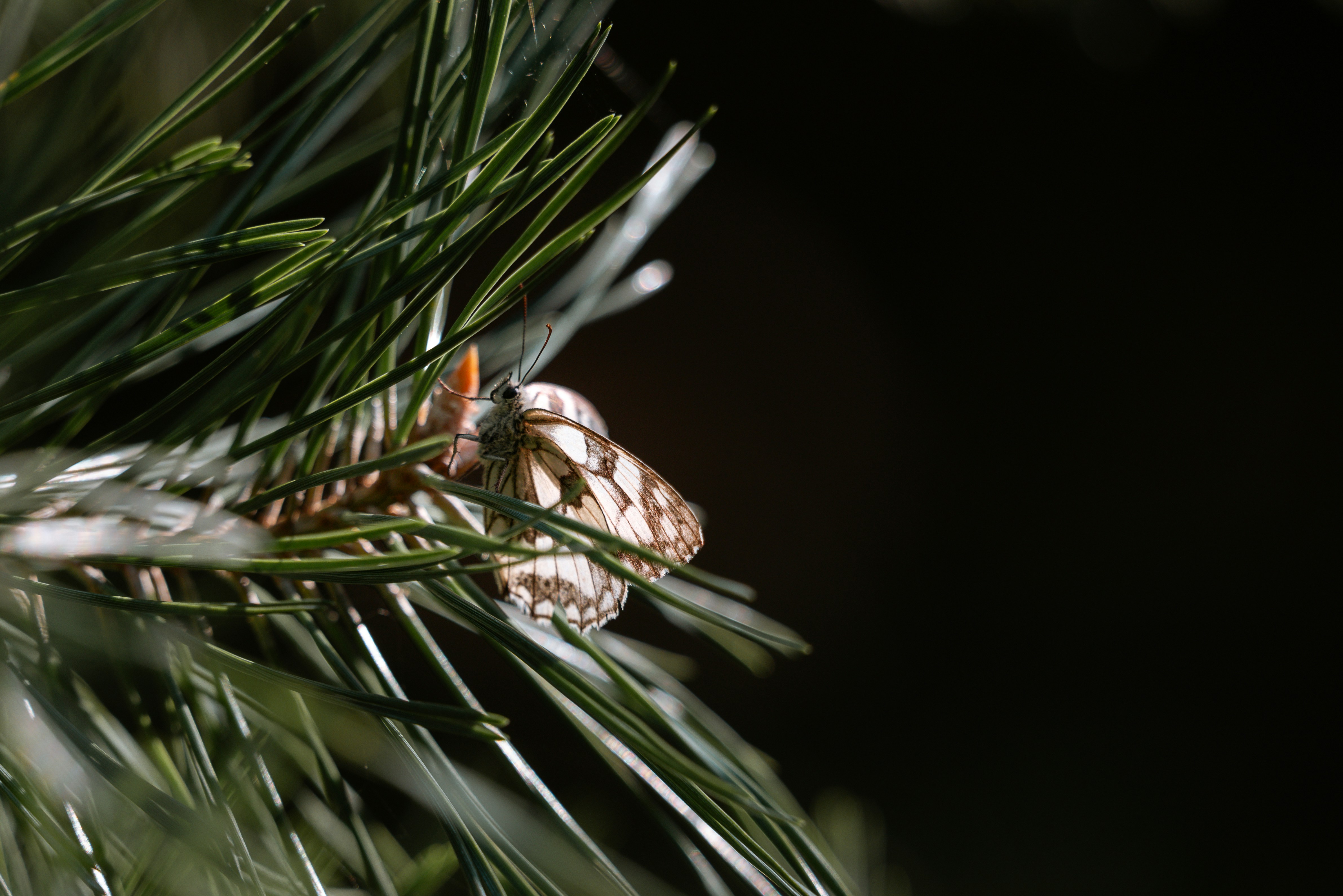 Witness in Pine: a pale moth resting among needles