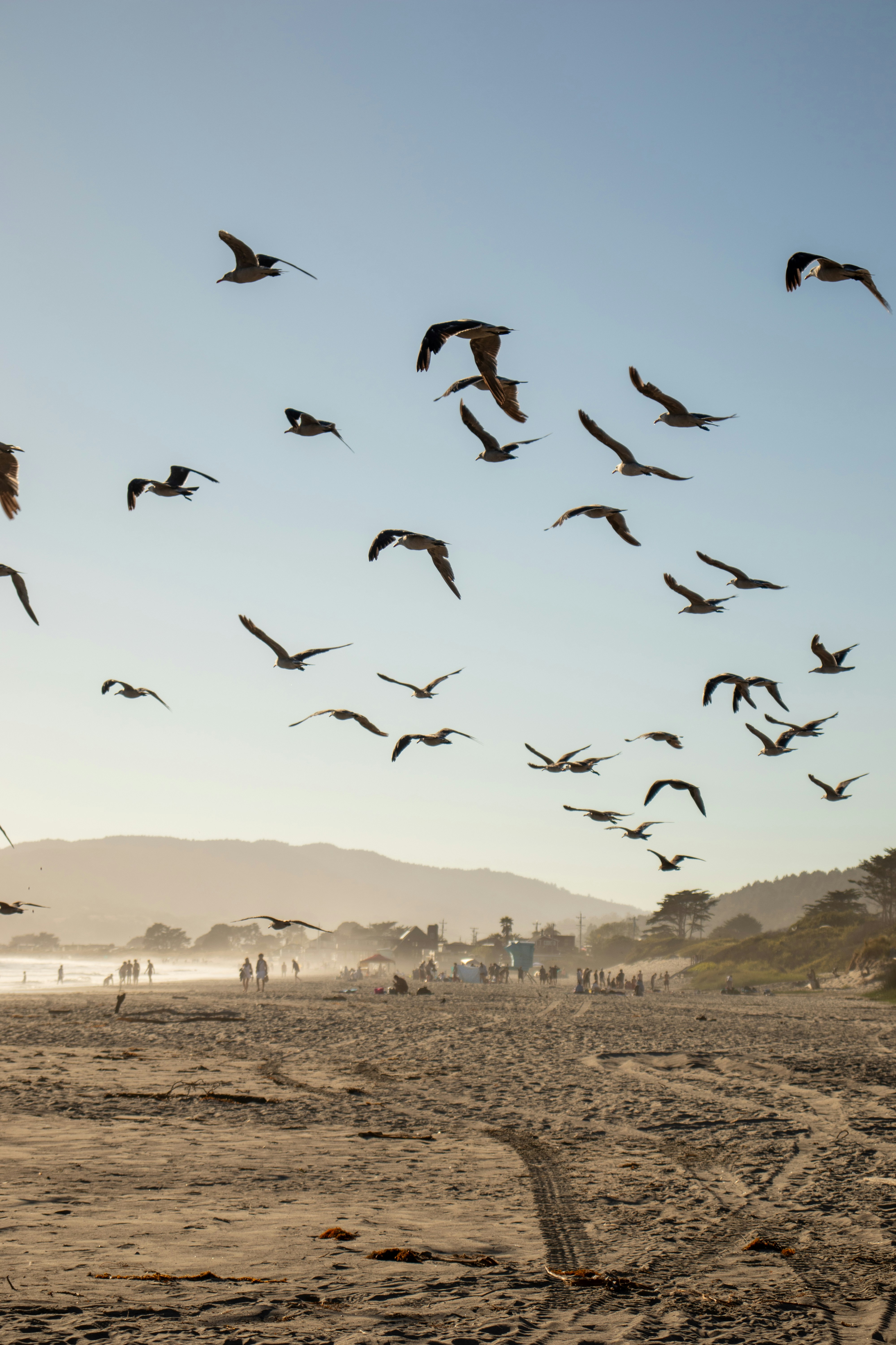 Dusk Wingbeat: Seabird Flock Over a Quiet Seaside