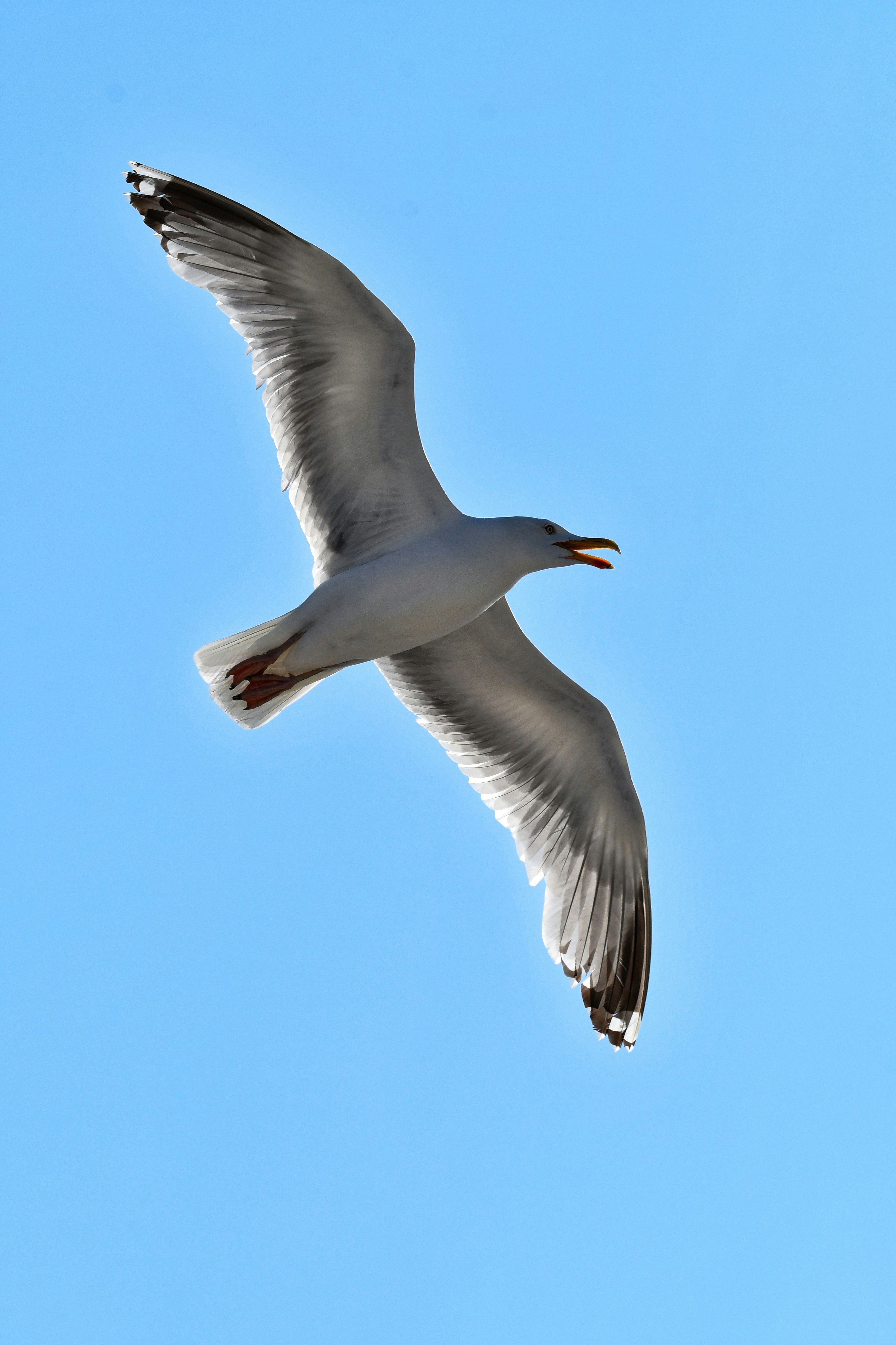 A white bird flying through a blue skyPeter Steiner 🇨🇭 1973