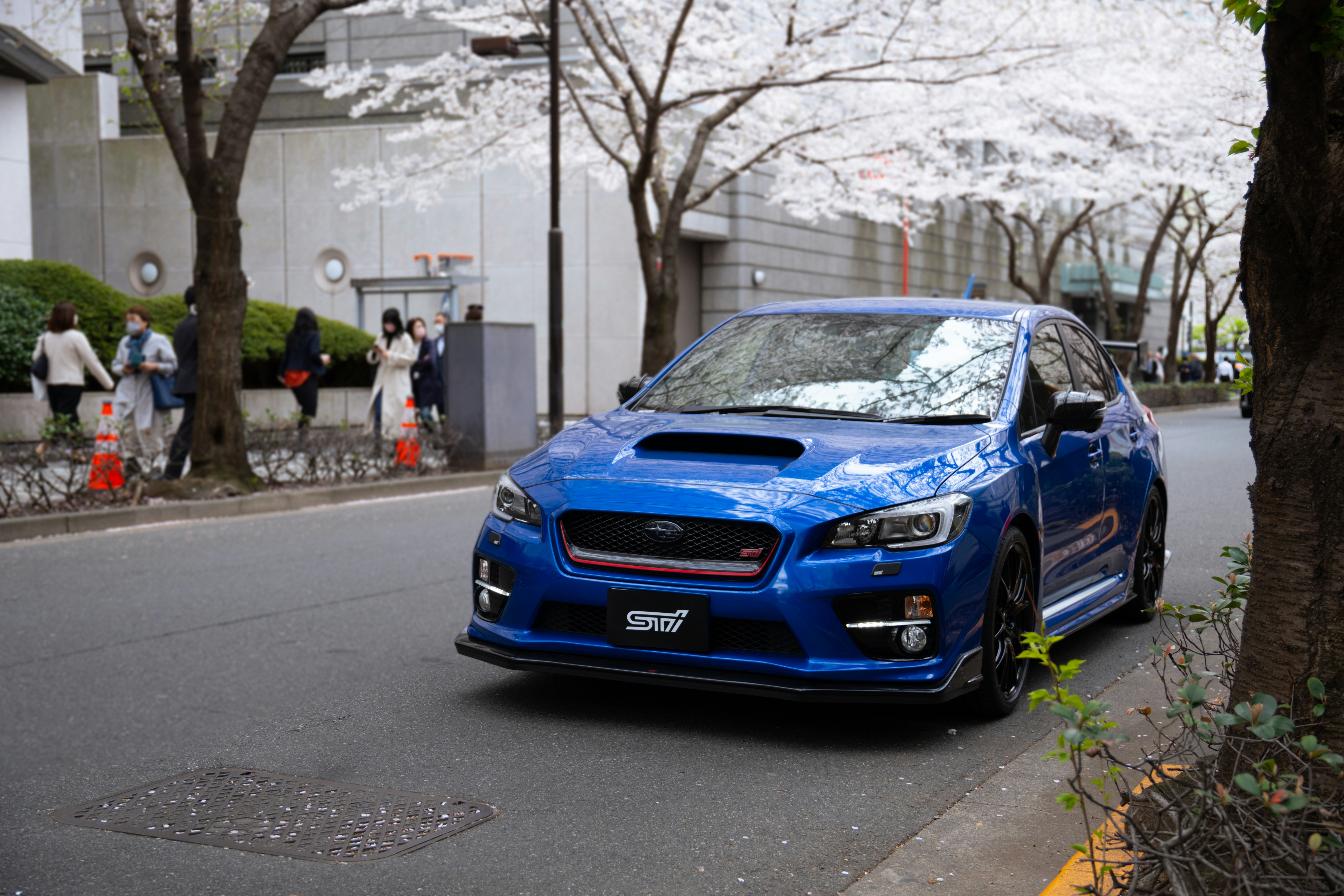 Blue Subaru STI Anchors a Quiet Street Framed by Cherry Blossoms