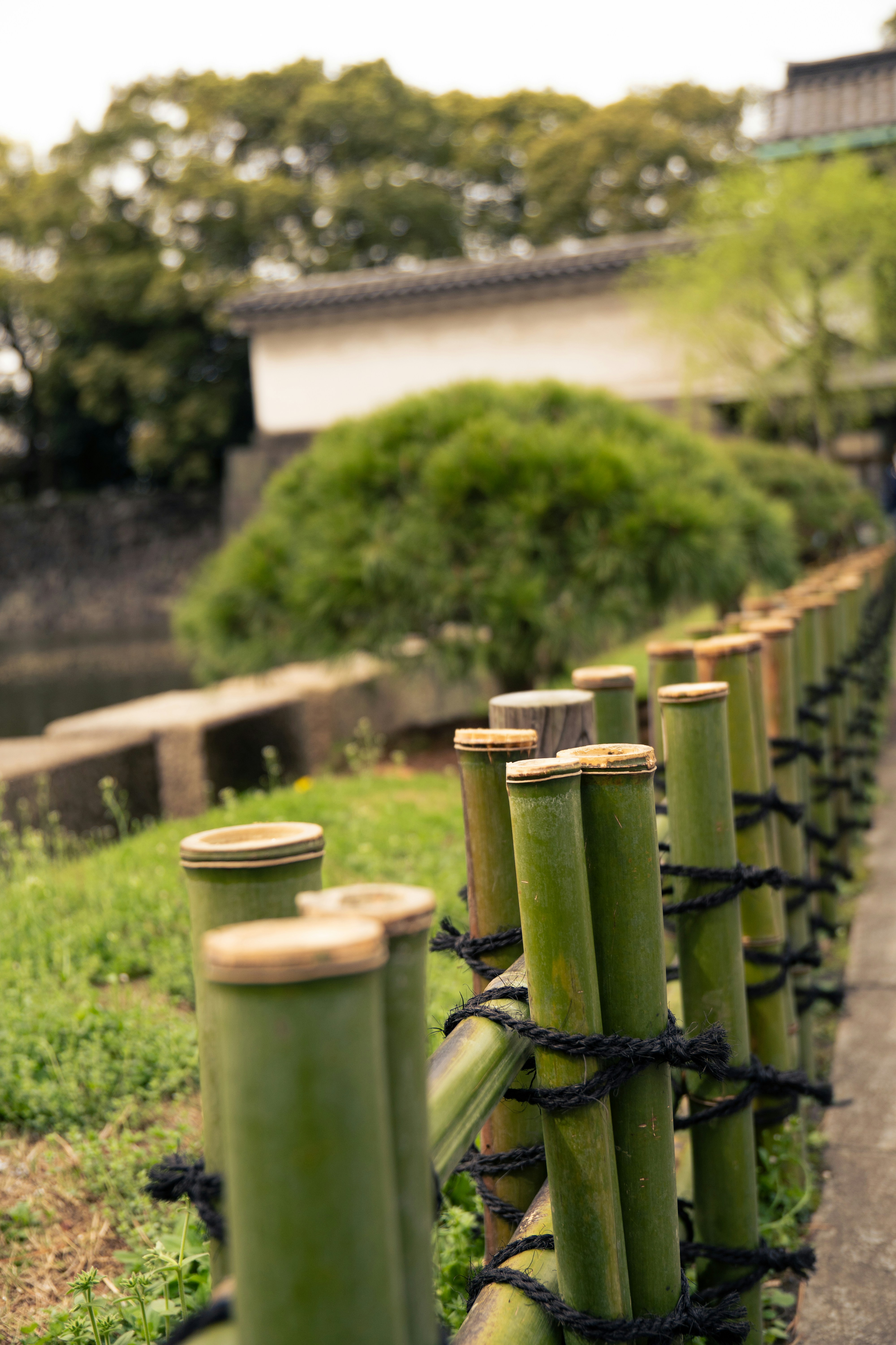Bamboo Beacons: A Riverside Path Through a Quiet Japanese Garden