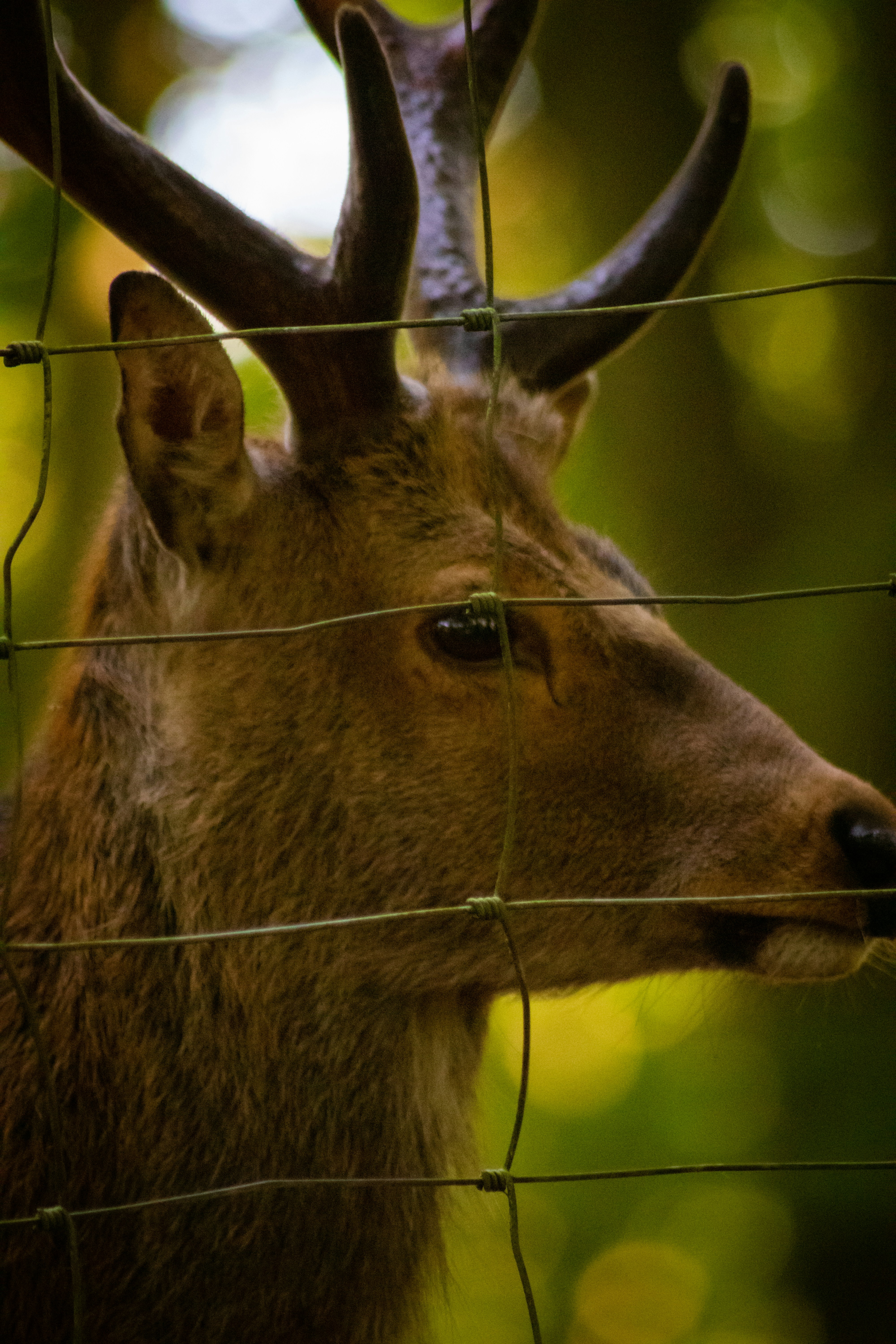Gaze Through the Wire: A Deer Profile in Dappled Forest Light
