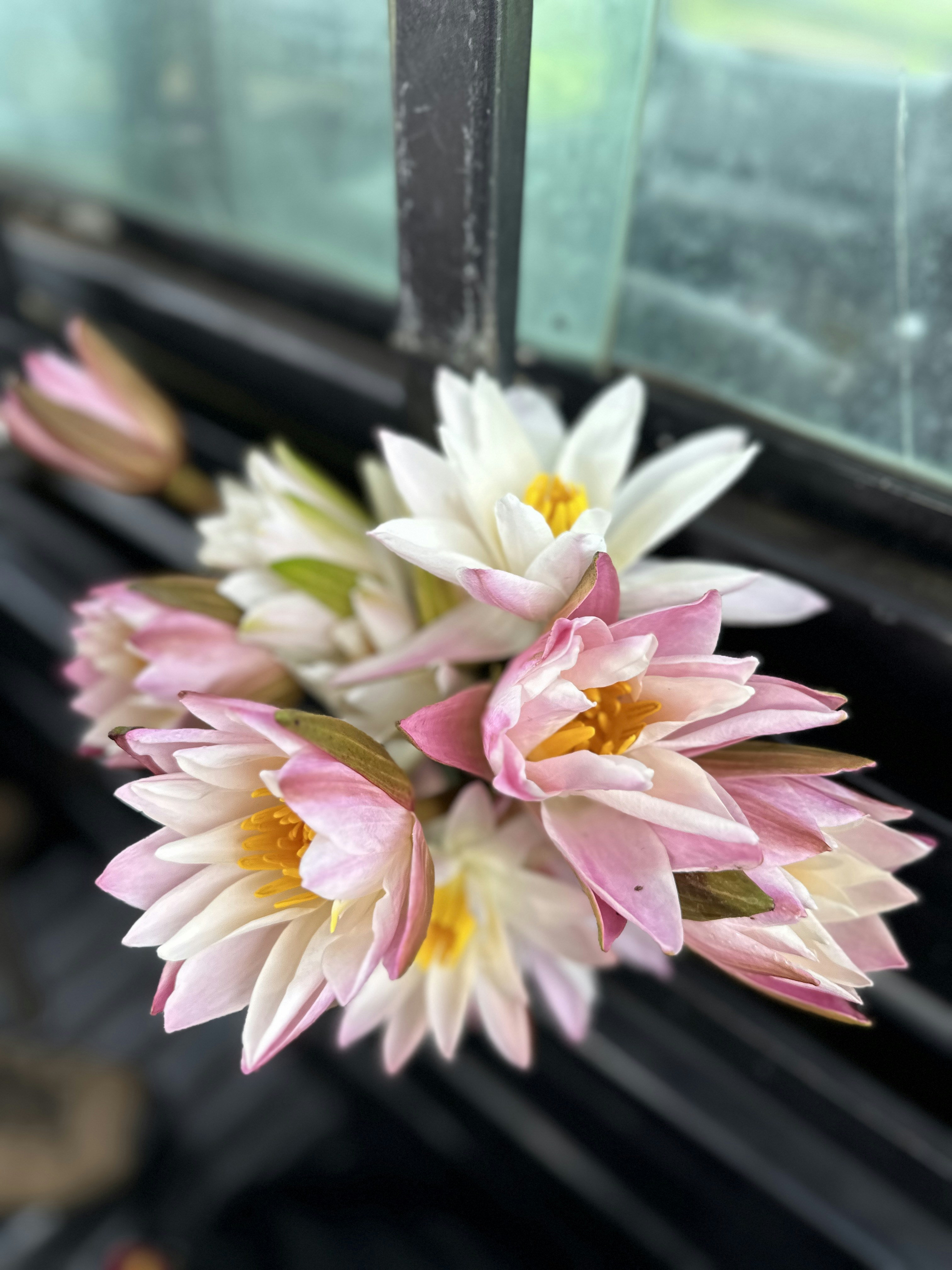 Petals at the Window: Close-Up of Pink-White Water Lilies