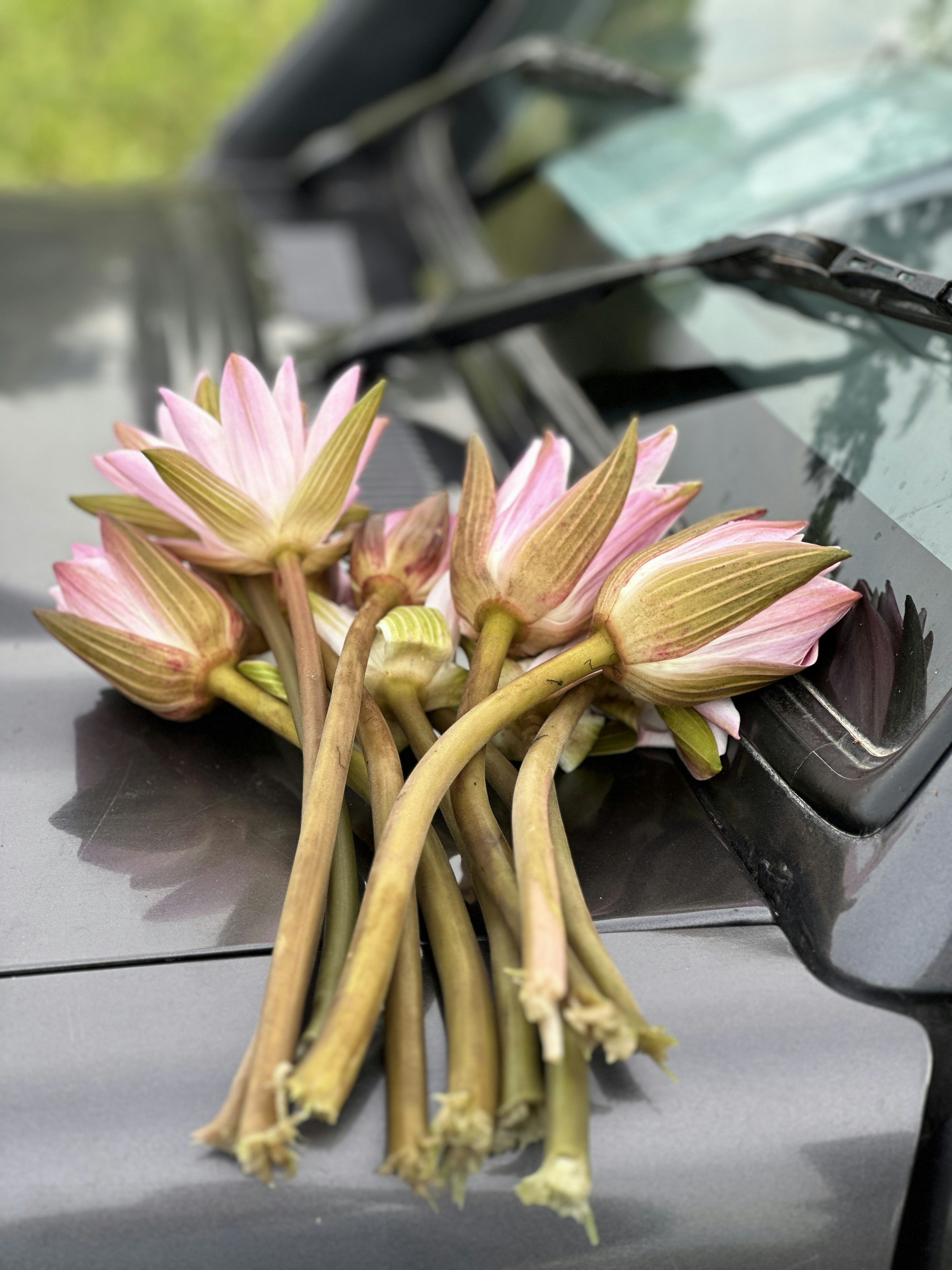 Petals on Chrome: Pink Lotus Bouquet Draped Across a Car Hood