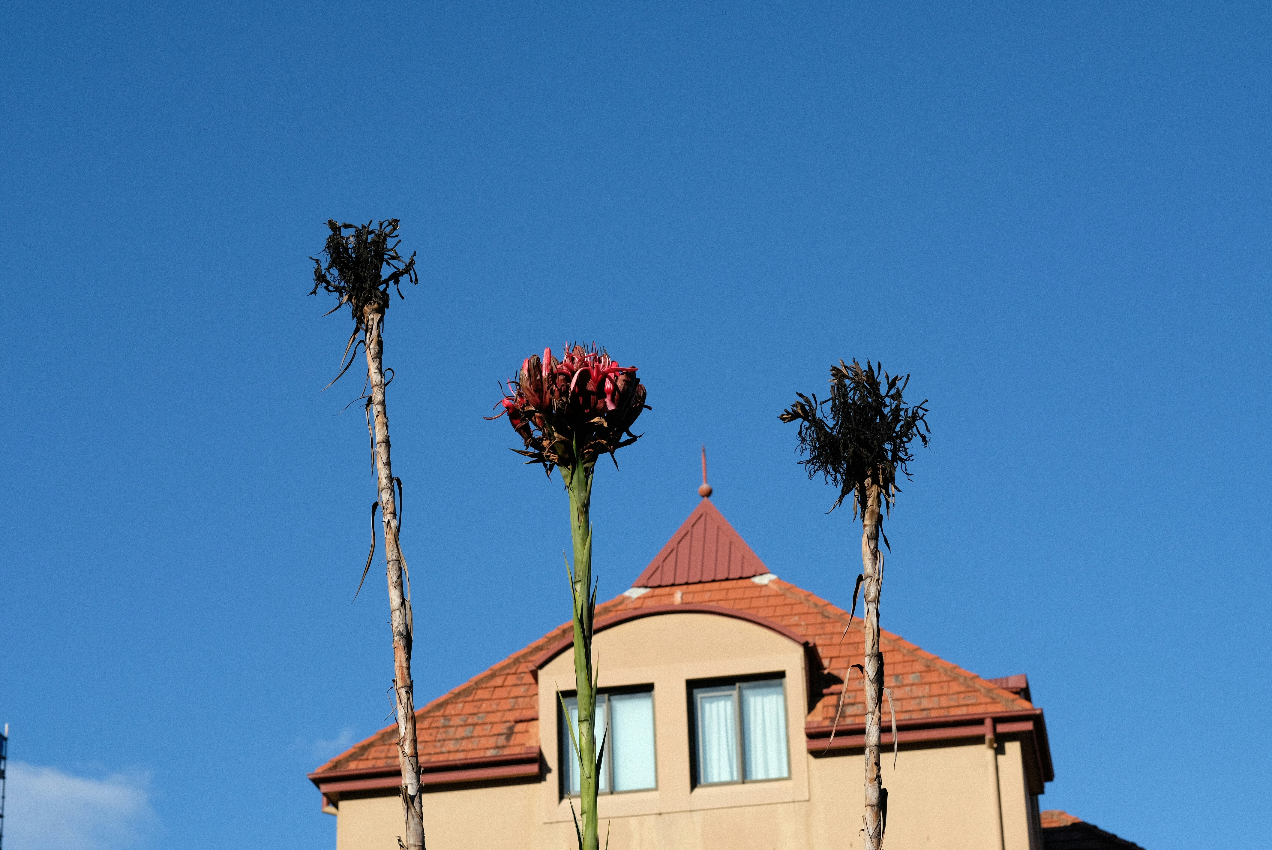 Coral Crown Rising Over a Quiet Rooftop