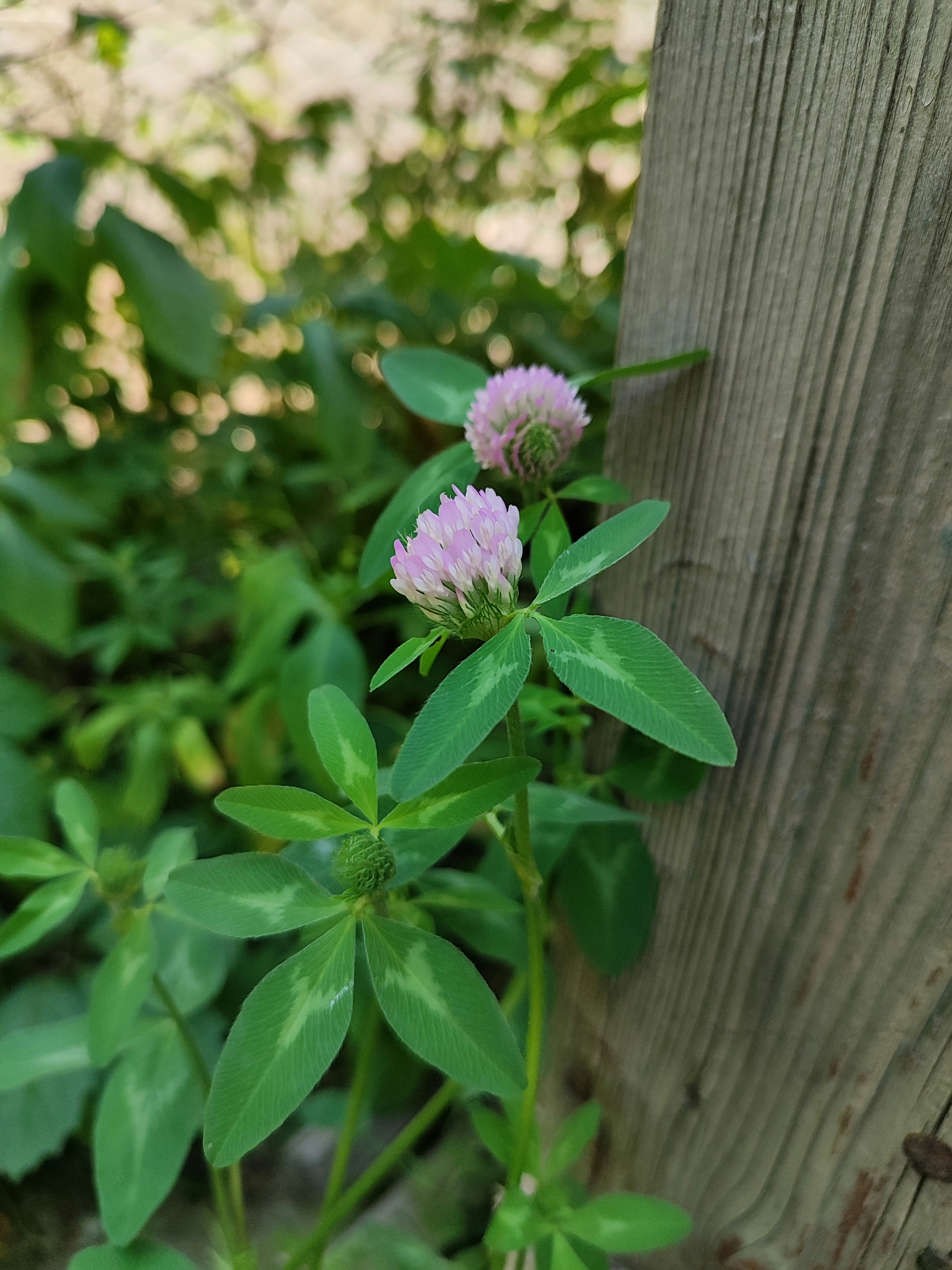 Photograph of pink-lavender clover blossoms and green leaves leaning beside a textured wooden post. The composition highlights garden textures and natural detail.