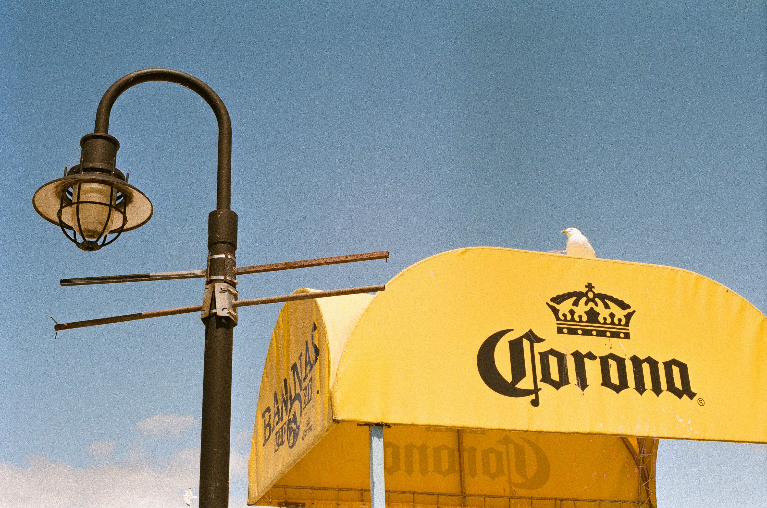 A street light with a corona sign on it photo – Free Shot on film Image ...