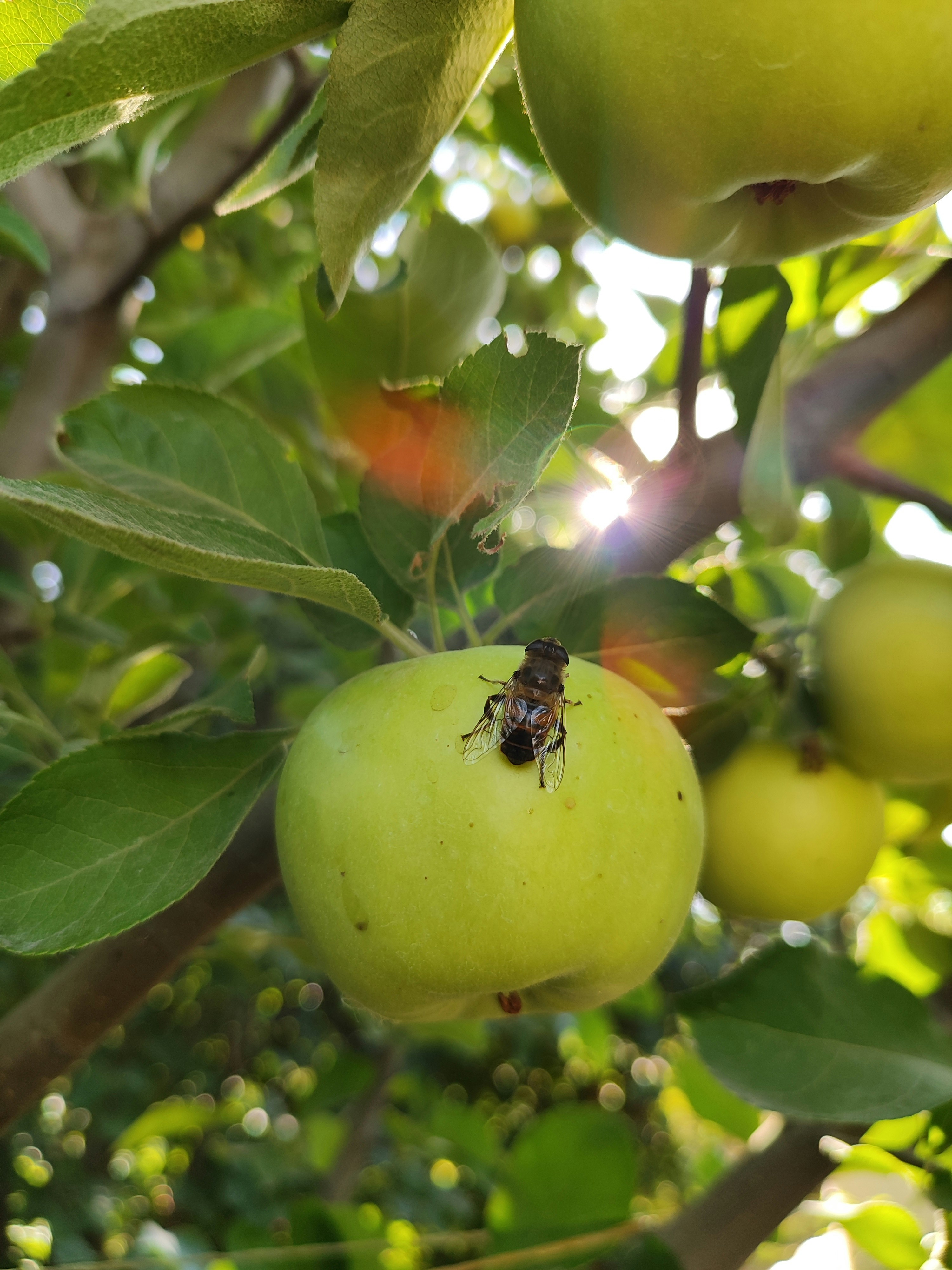 Macro shot of a green apple on a sunlit branch with a fly perched on its surface. The scene showcases natural backlighting and lens flare among the leaves.