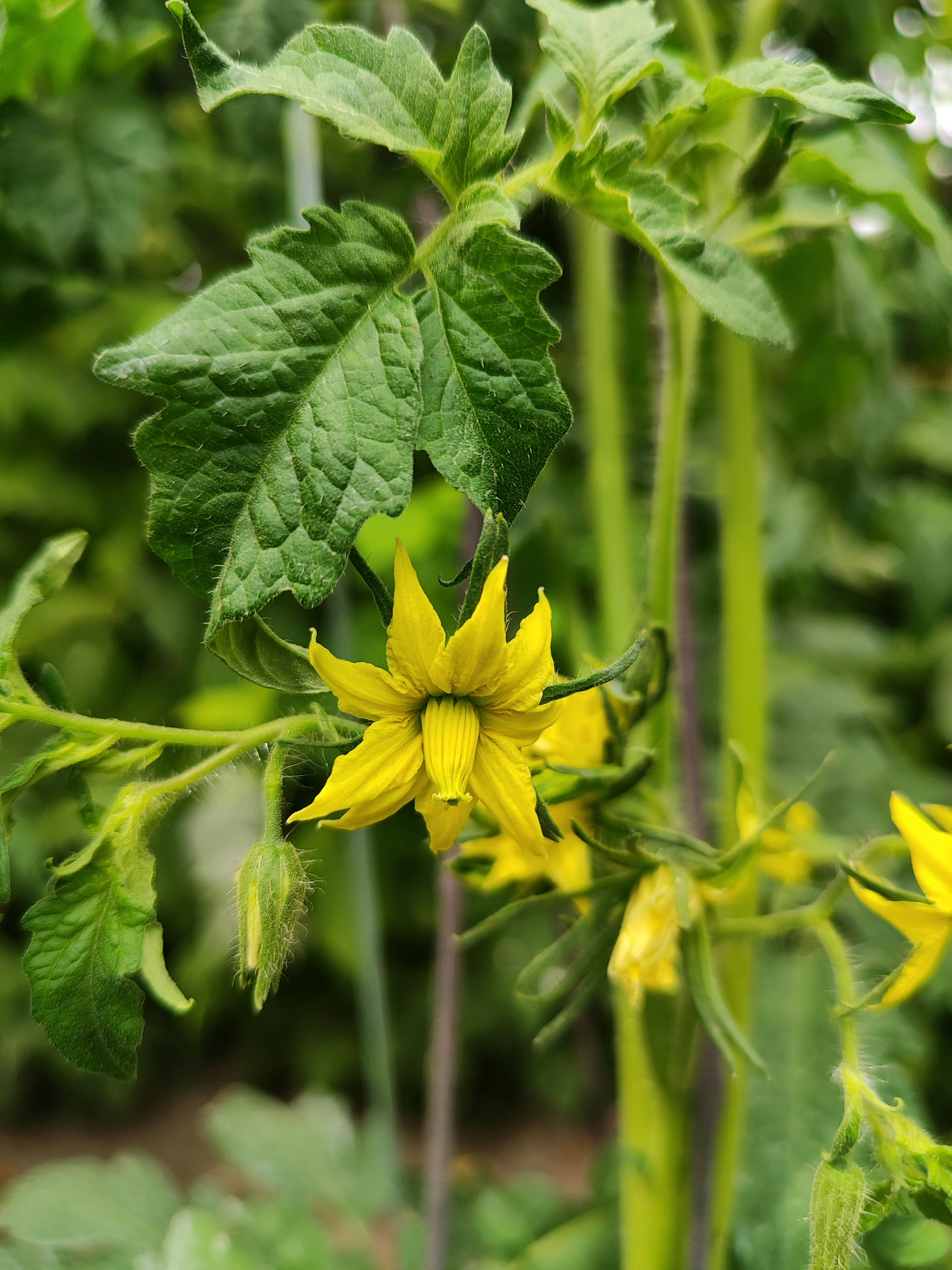 Close-up of a bright yellow tomato flower amid lush green leaves on a tomato plant, with a shallow depth of field.
