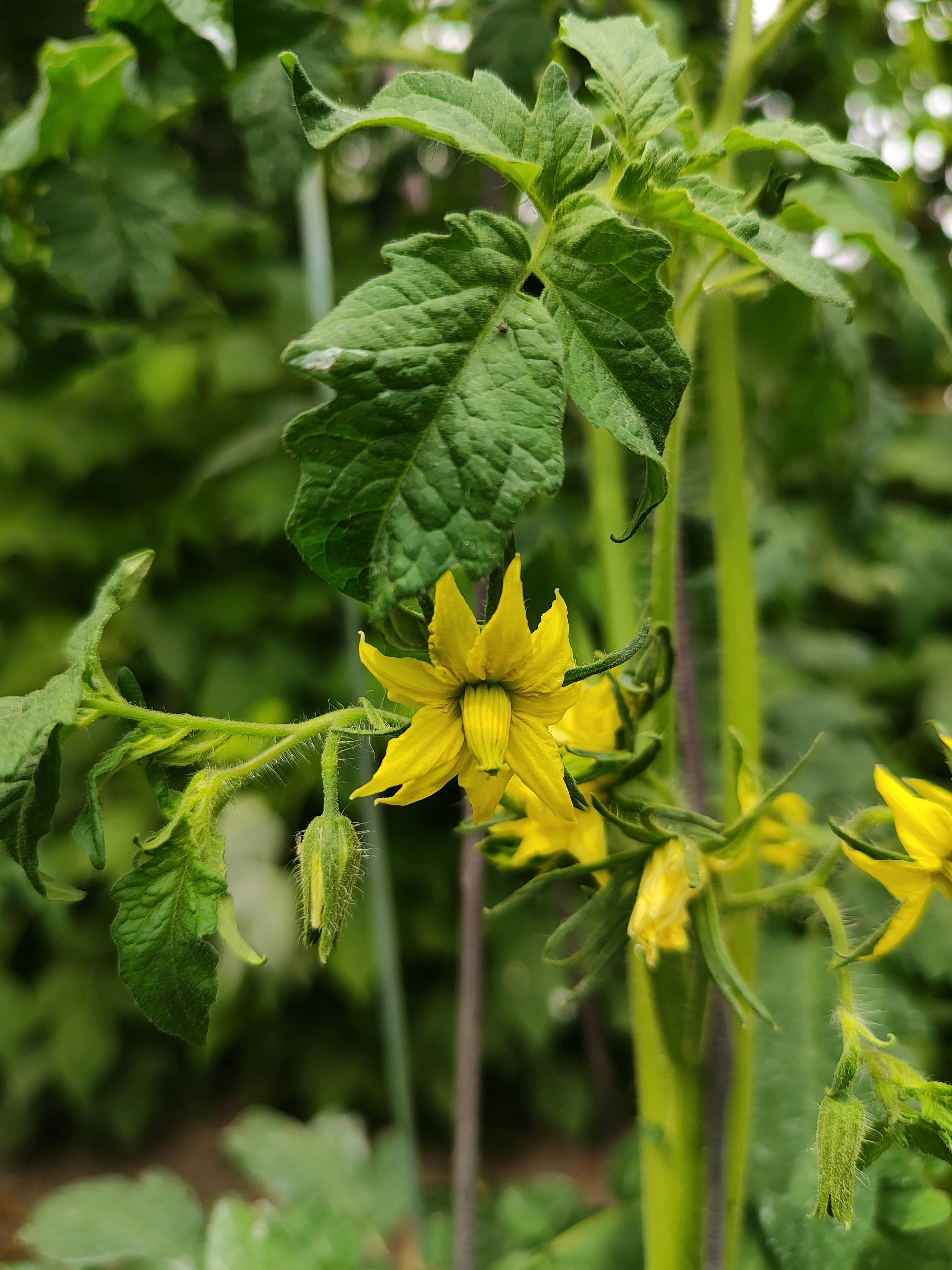 Close-up photograph of a yellow tomato blossom amid lush green leaves and stems, with soft background foliage.