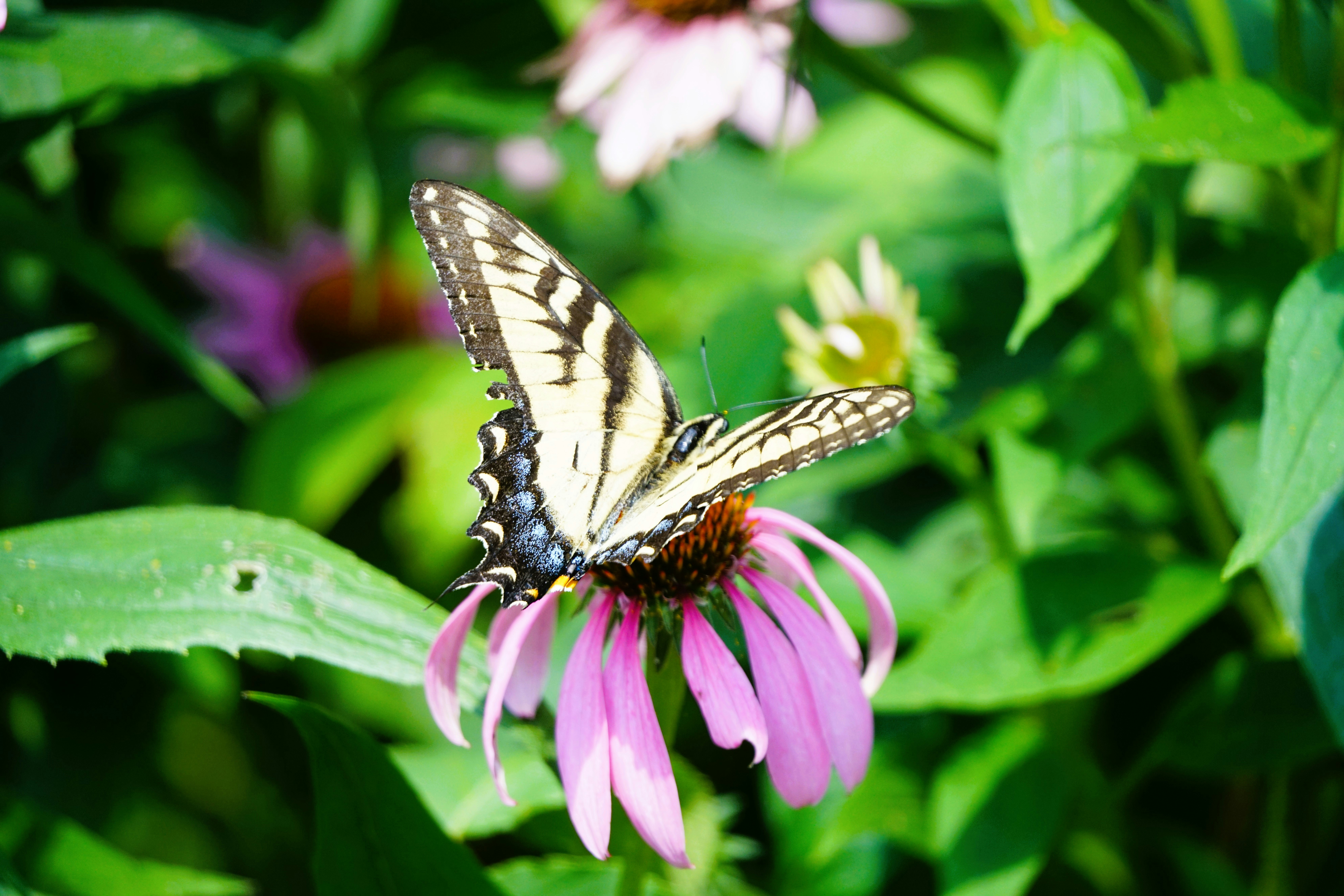 a yellow and black butterfly in as park garden