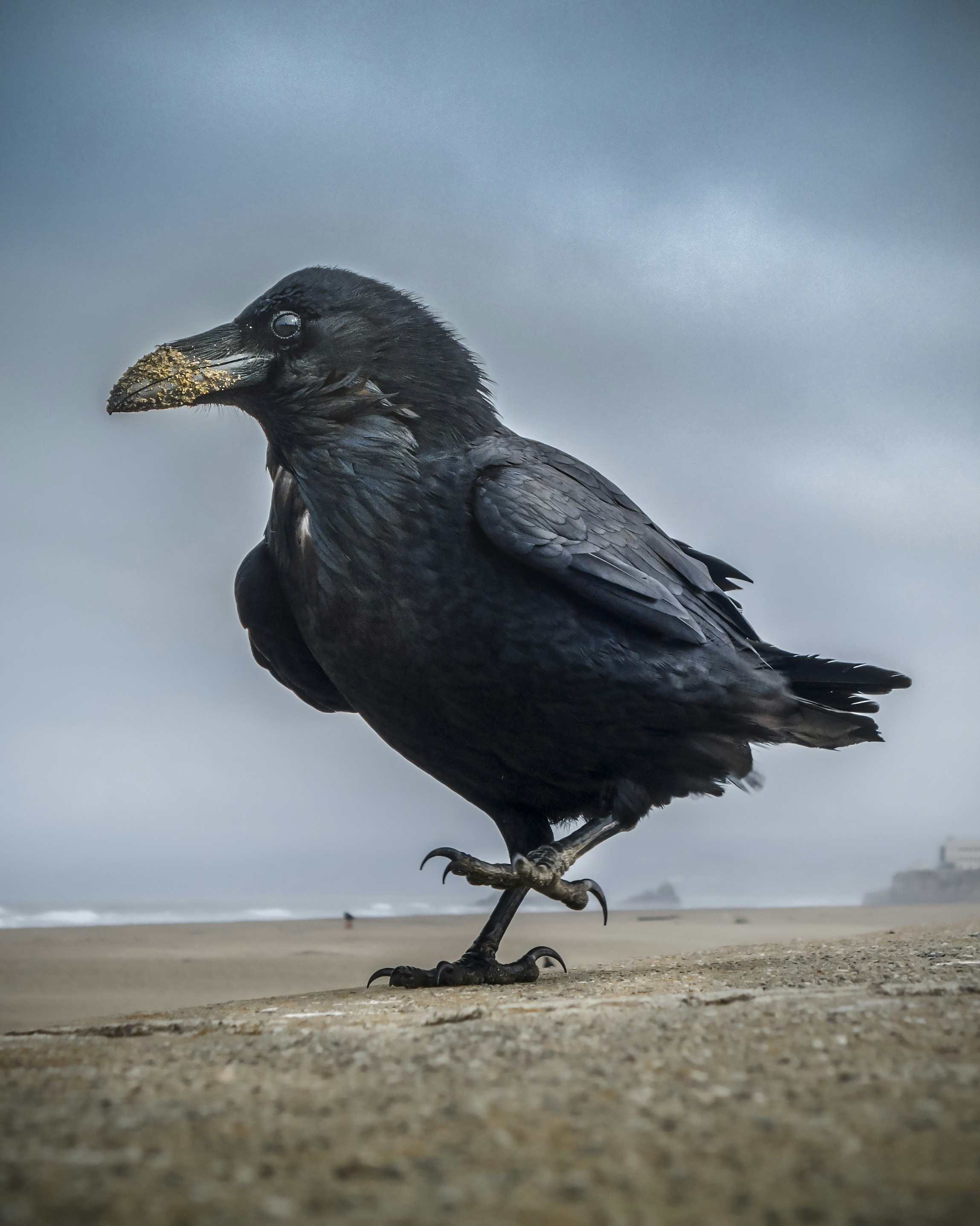 A large black bird standing on top of a sandy beach