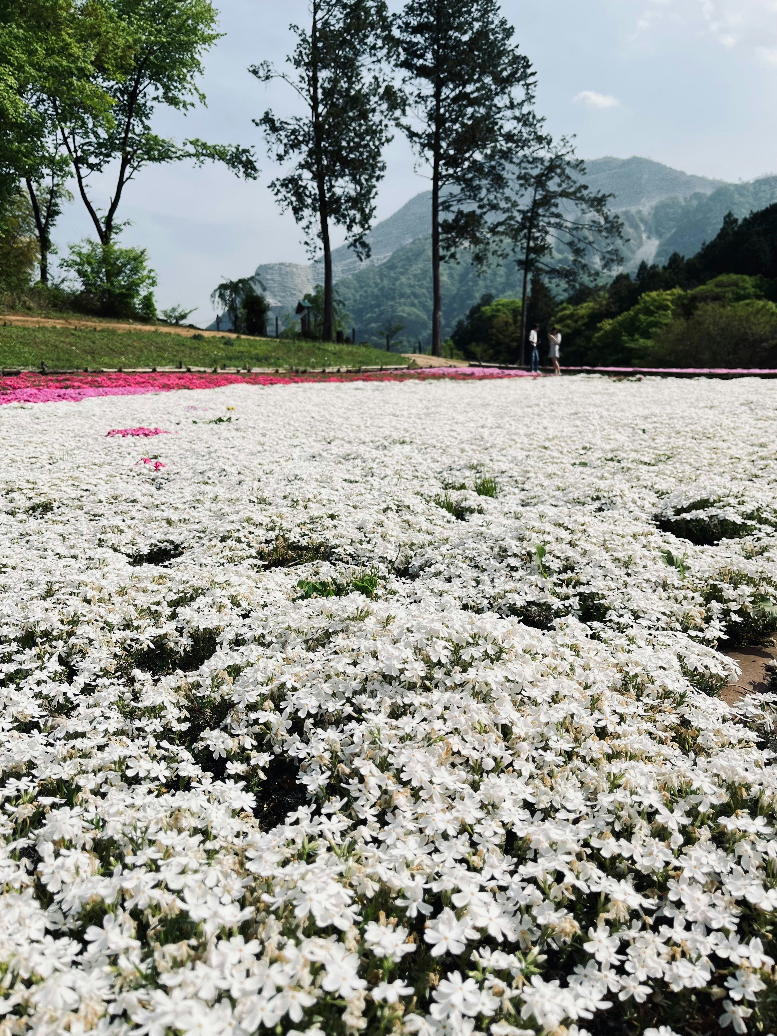 White Blossom Field Framed by a Pink Border beneath a Mountain Ridge
