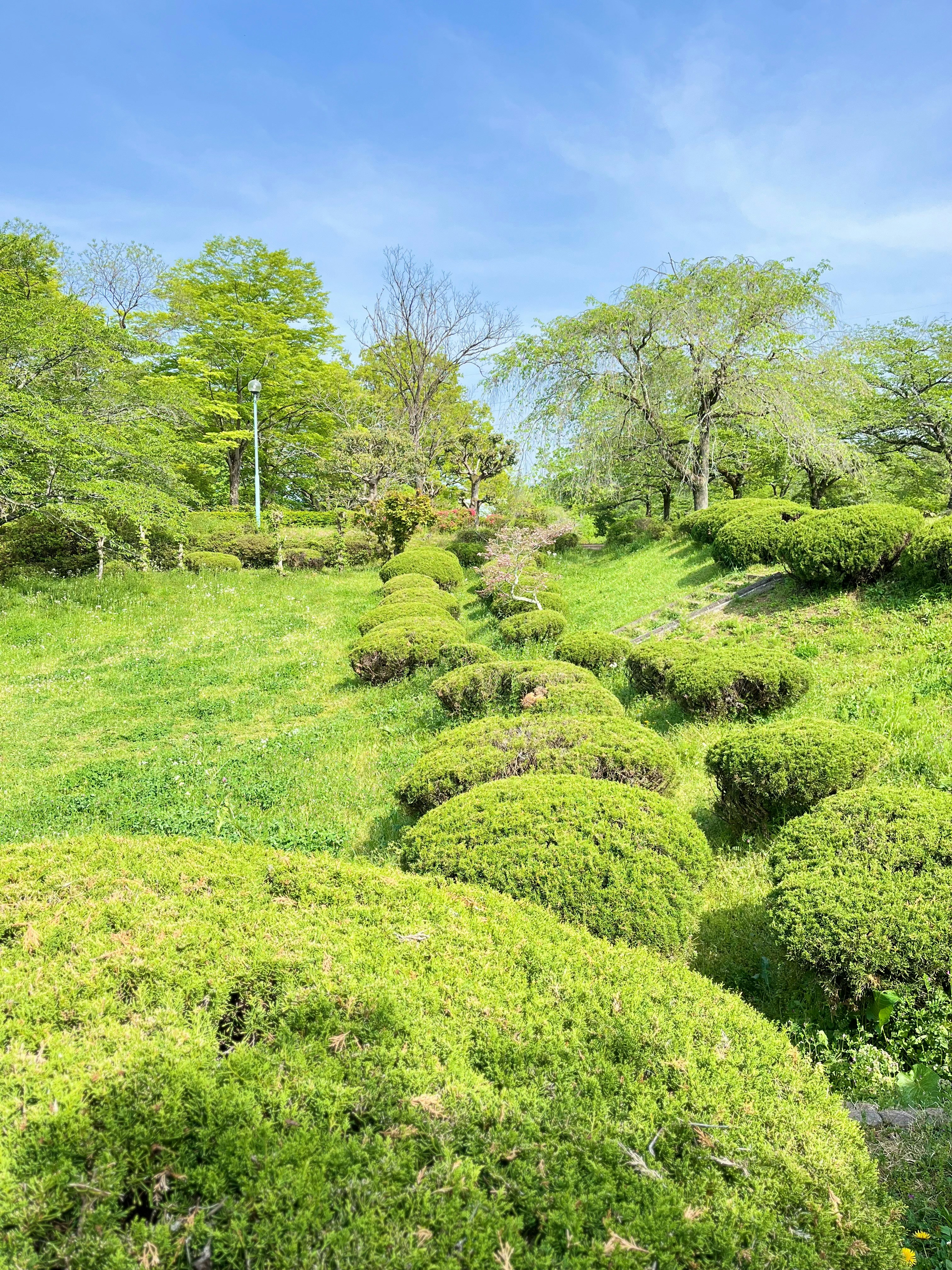 Topiary Trail: Sunlit Corridor of Velvet Green