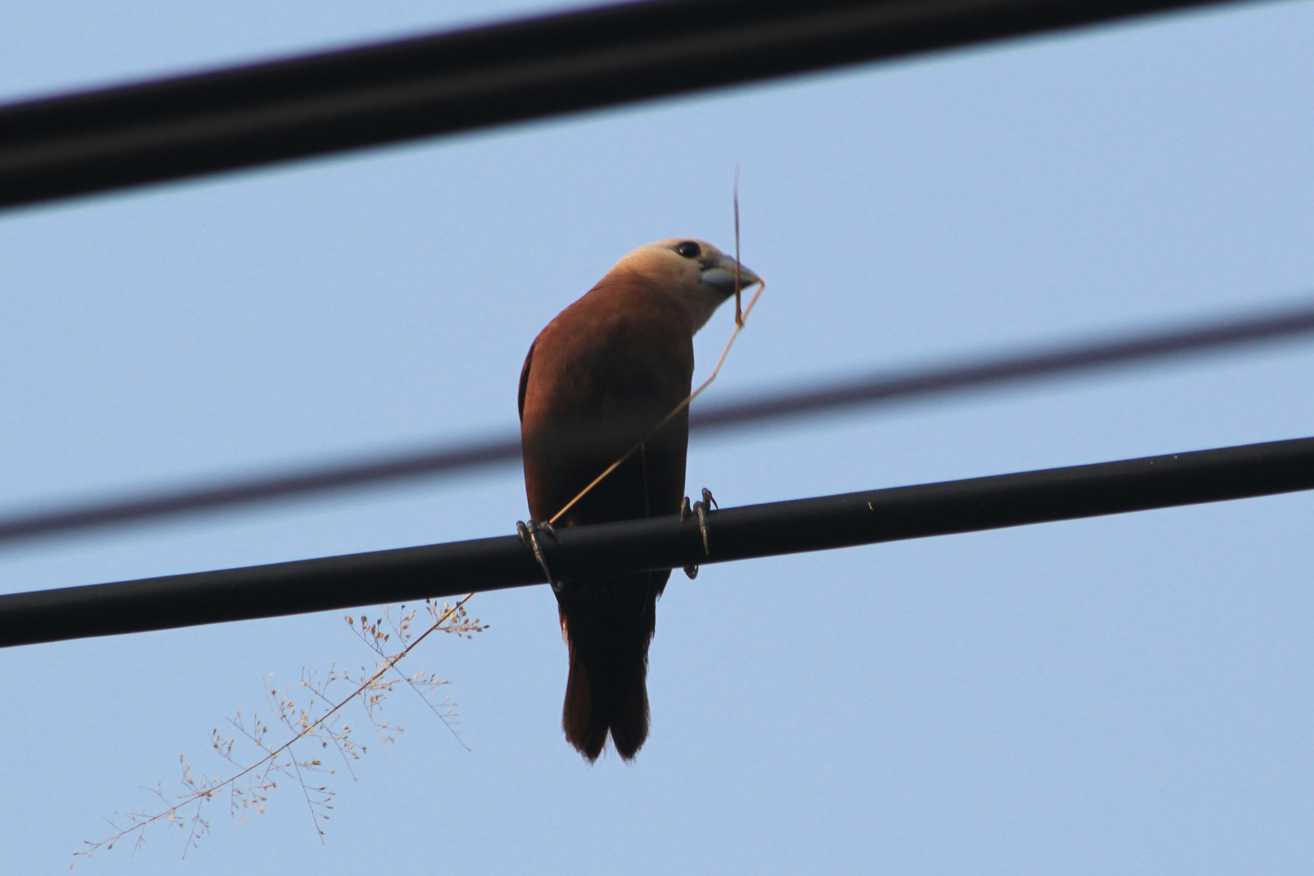 Photo by Sri Widayanto with Canon EOS 1300D