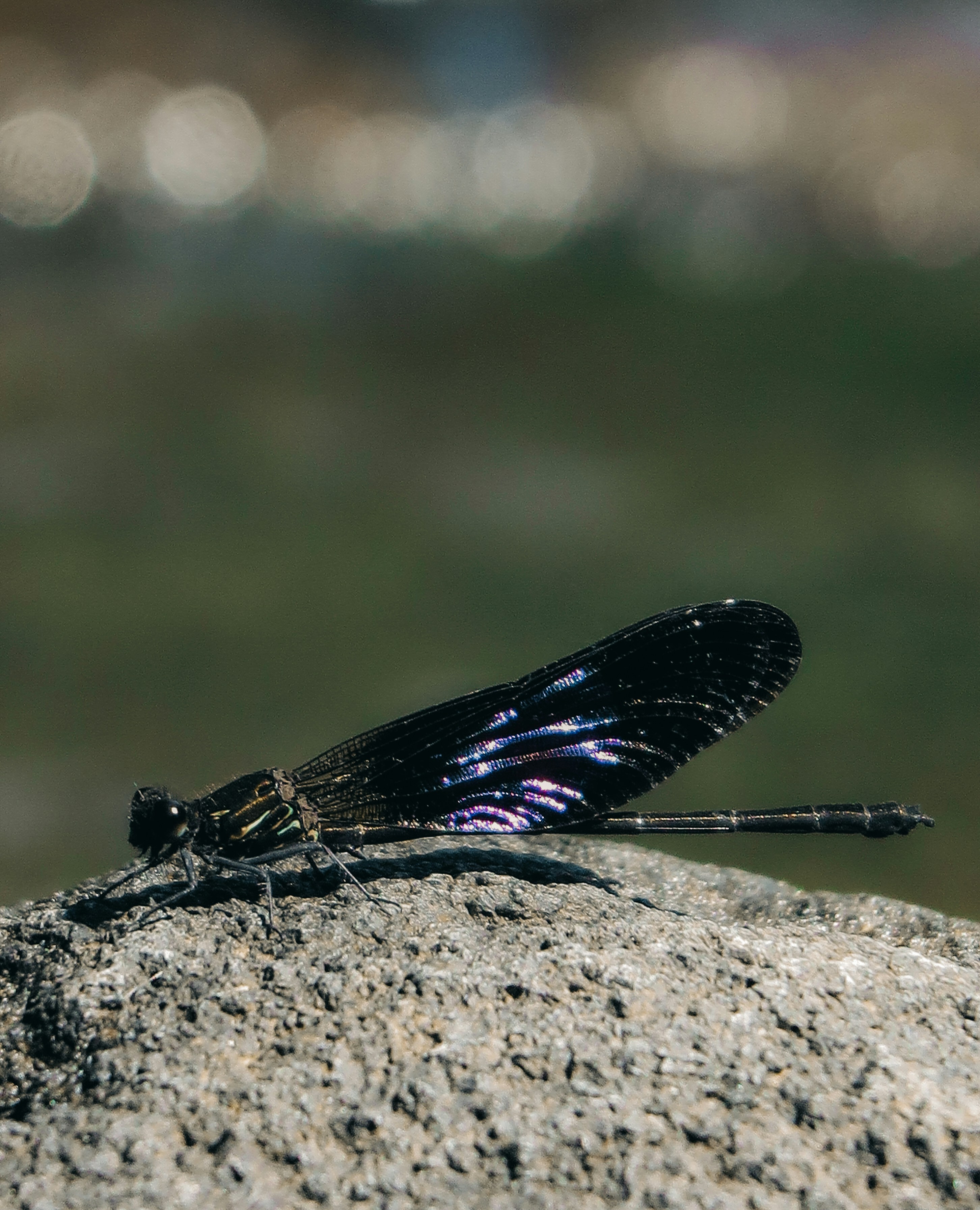 A dragonfly with iridescent purple highlights rests on a rough rock beside a softly blurred water backdrop.