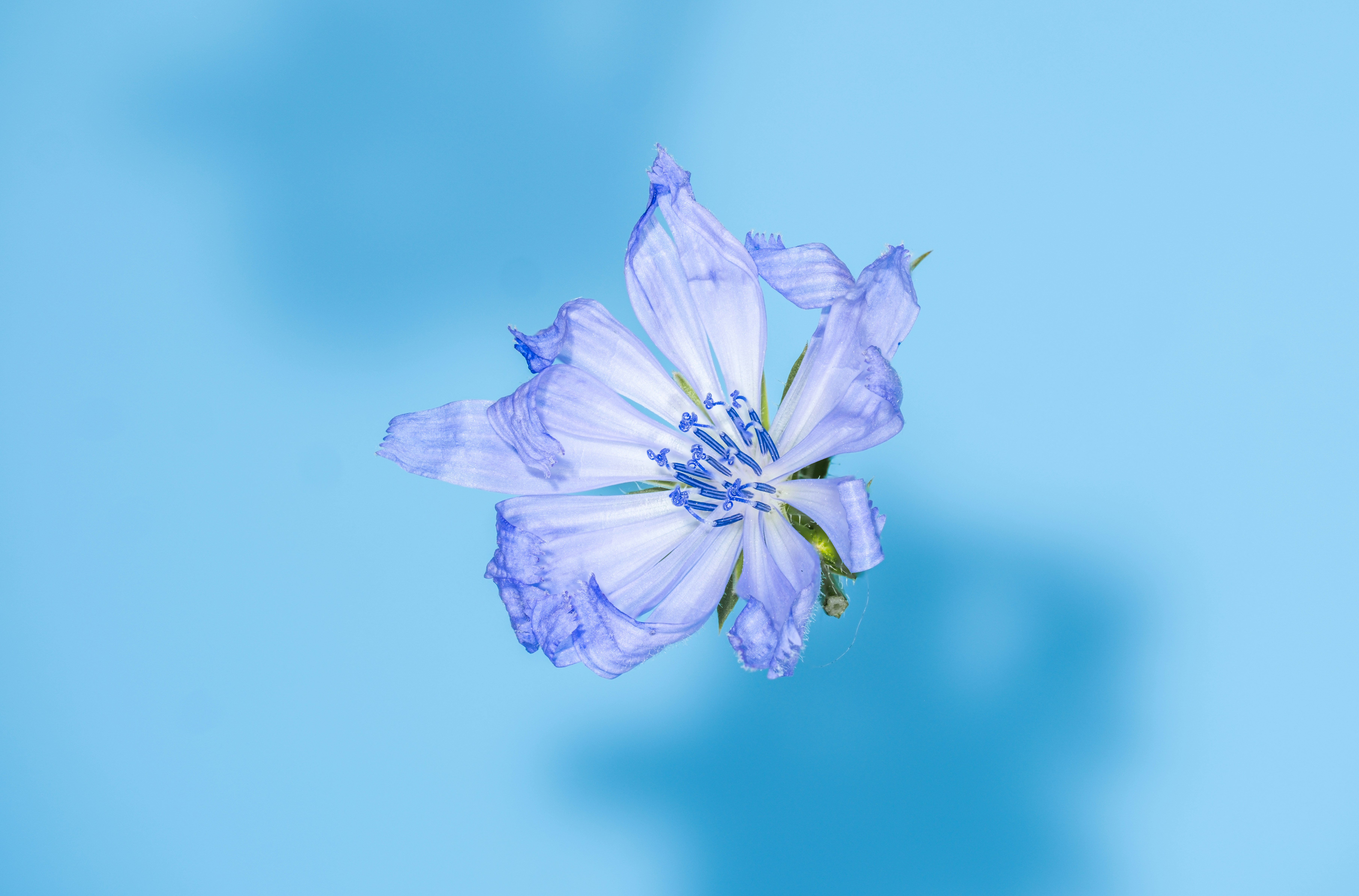 A single blue flower on a blue background photo – Free Neat Image on ...