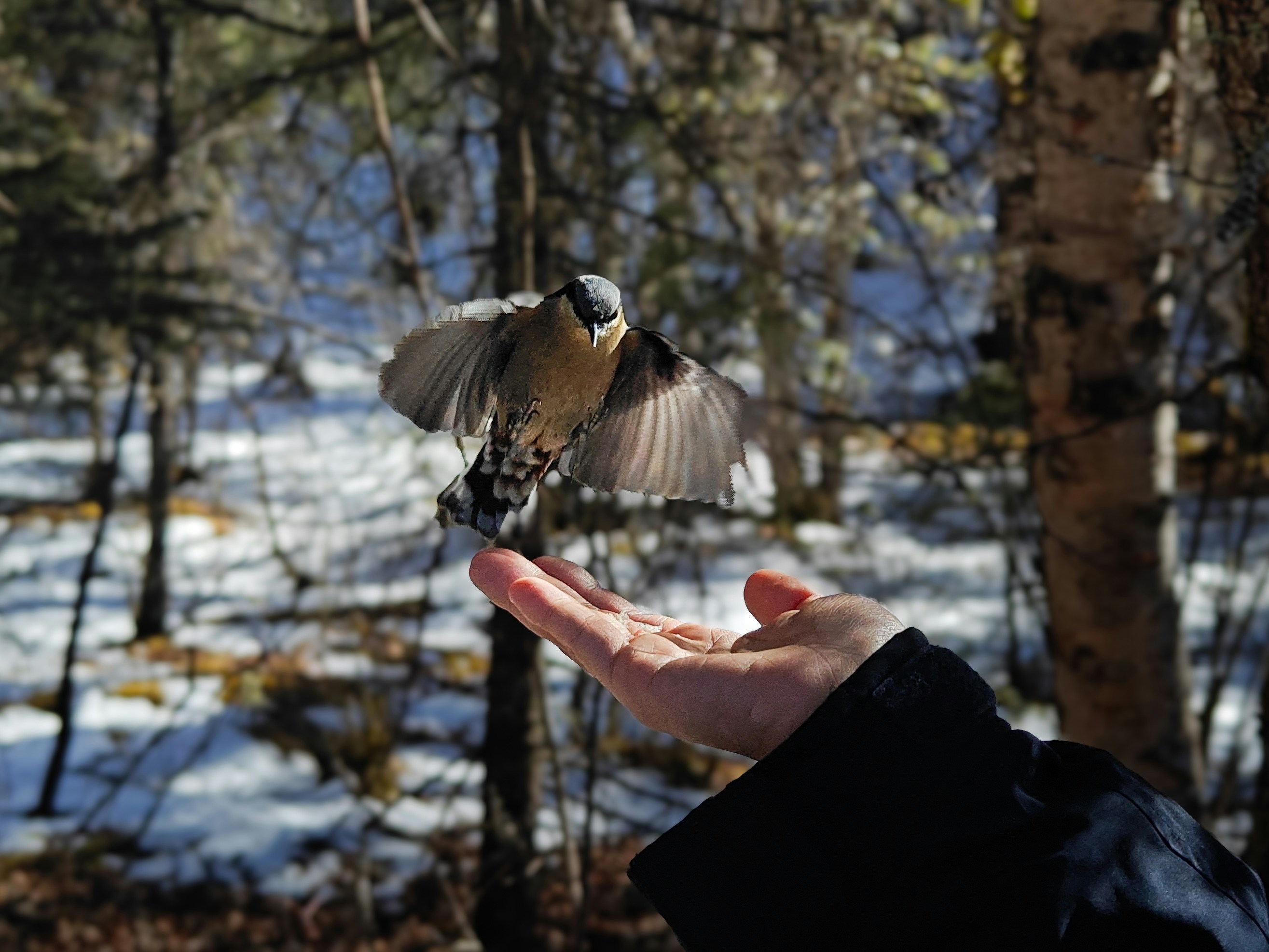 Bird in Flight Meets Outstretched Palm: A Frothy Moment in Winter Pines