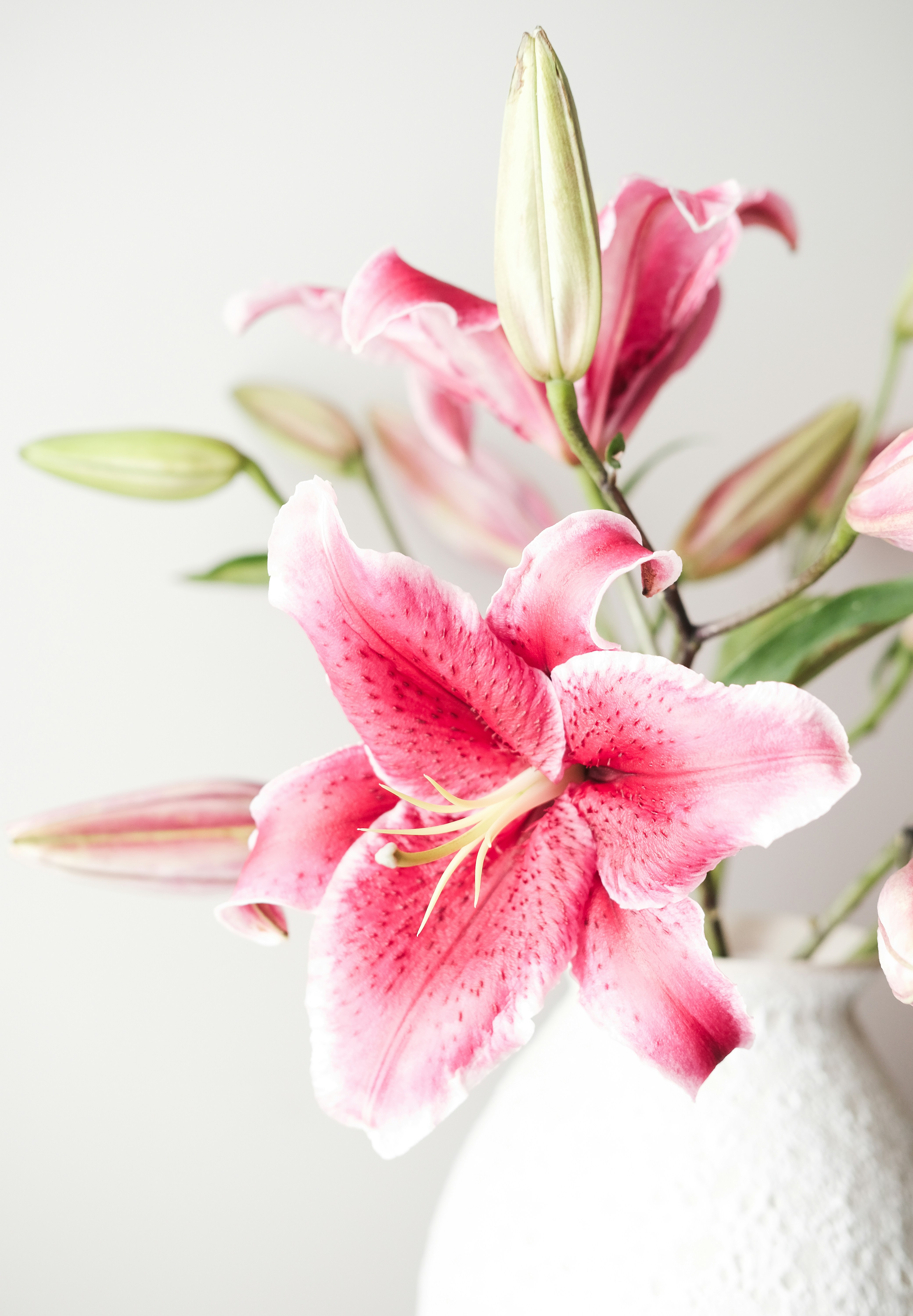 Flor De Lis Blanca Transparente