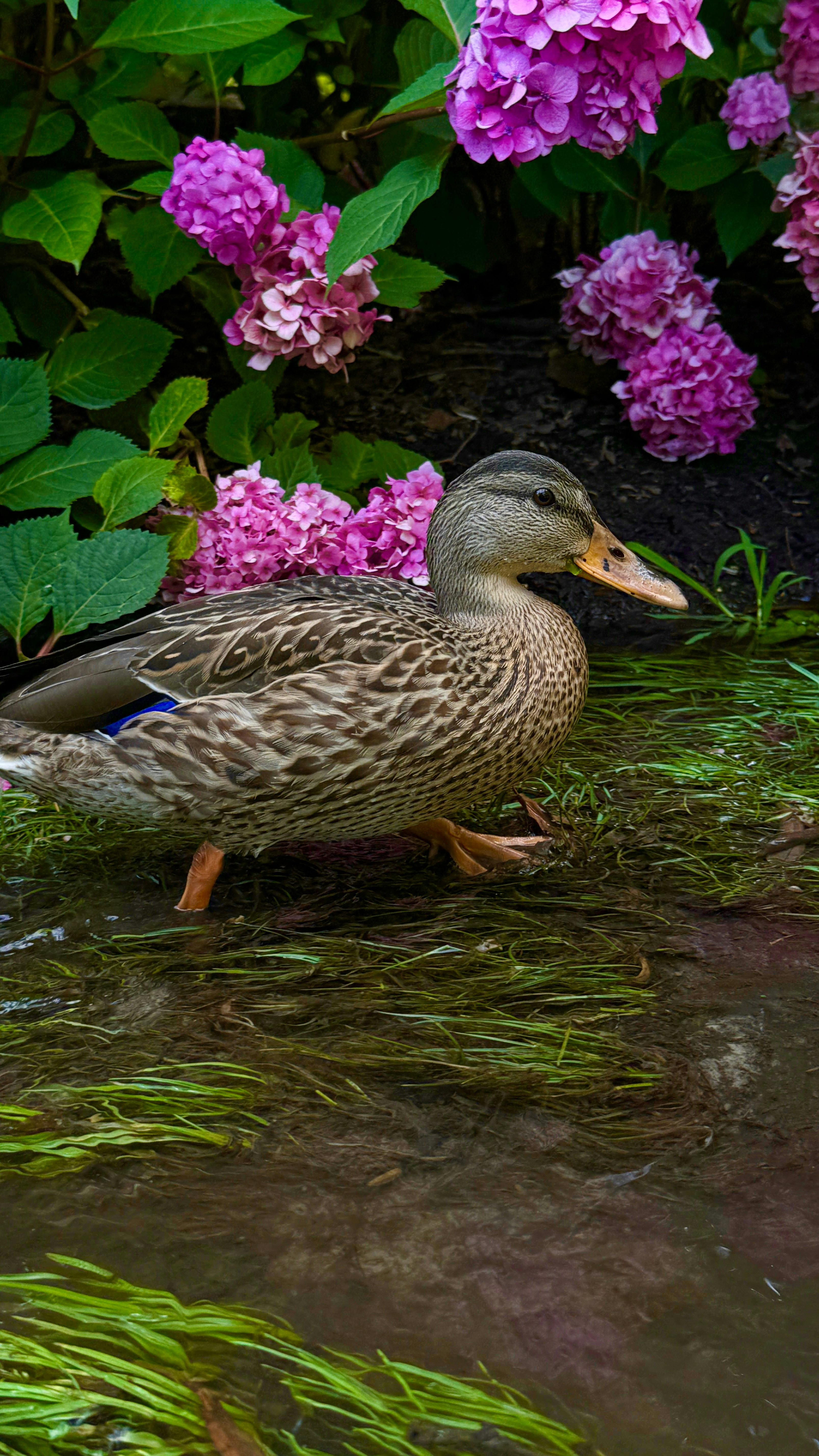 Mallard Among Pink Hydrangeas: A Quiet Garden Moment