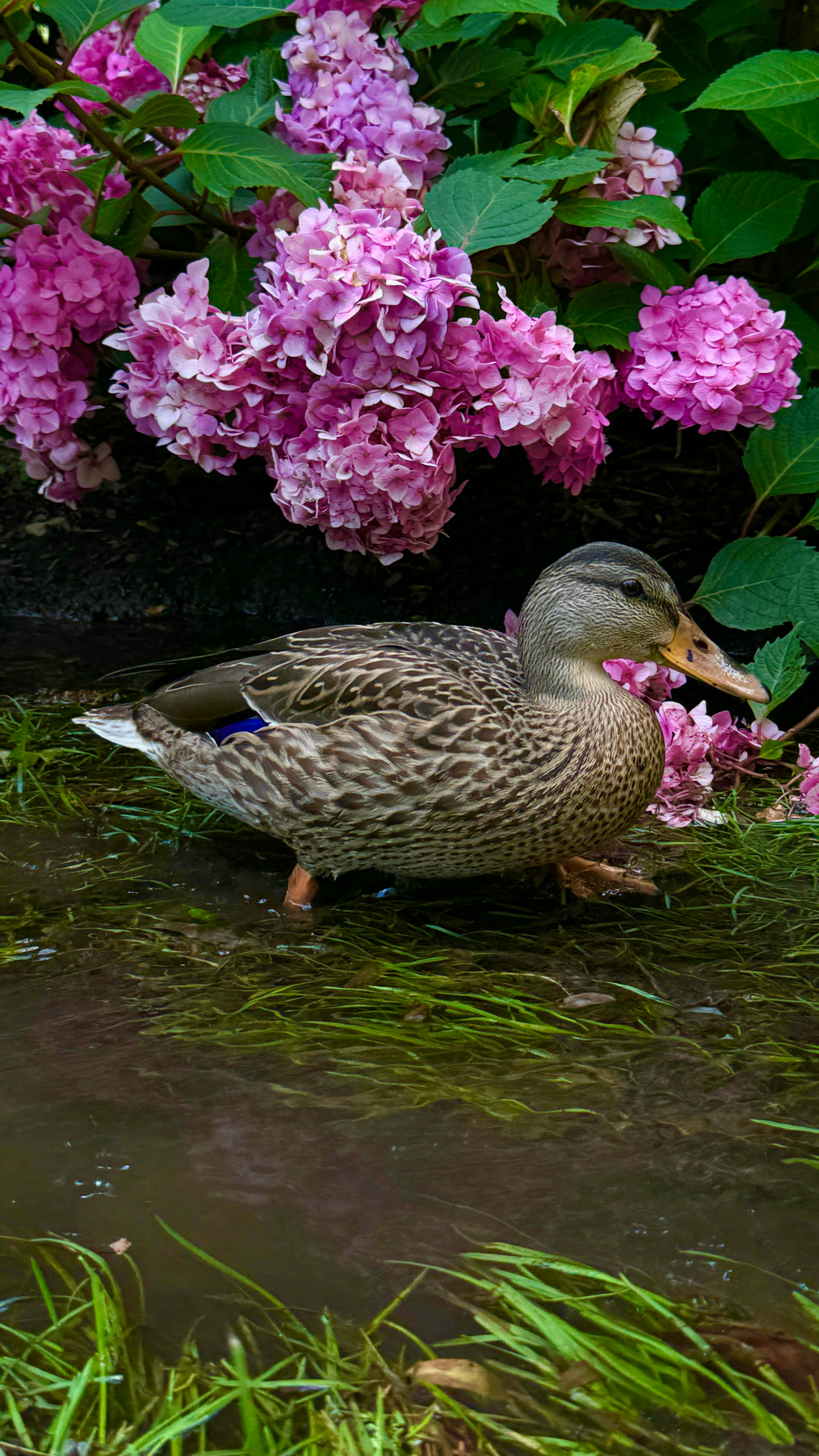 A duck sitting on the ground next to some flowers