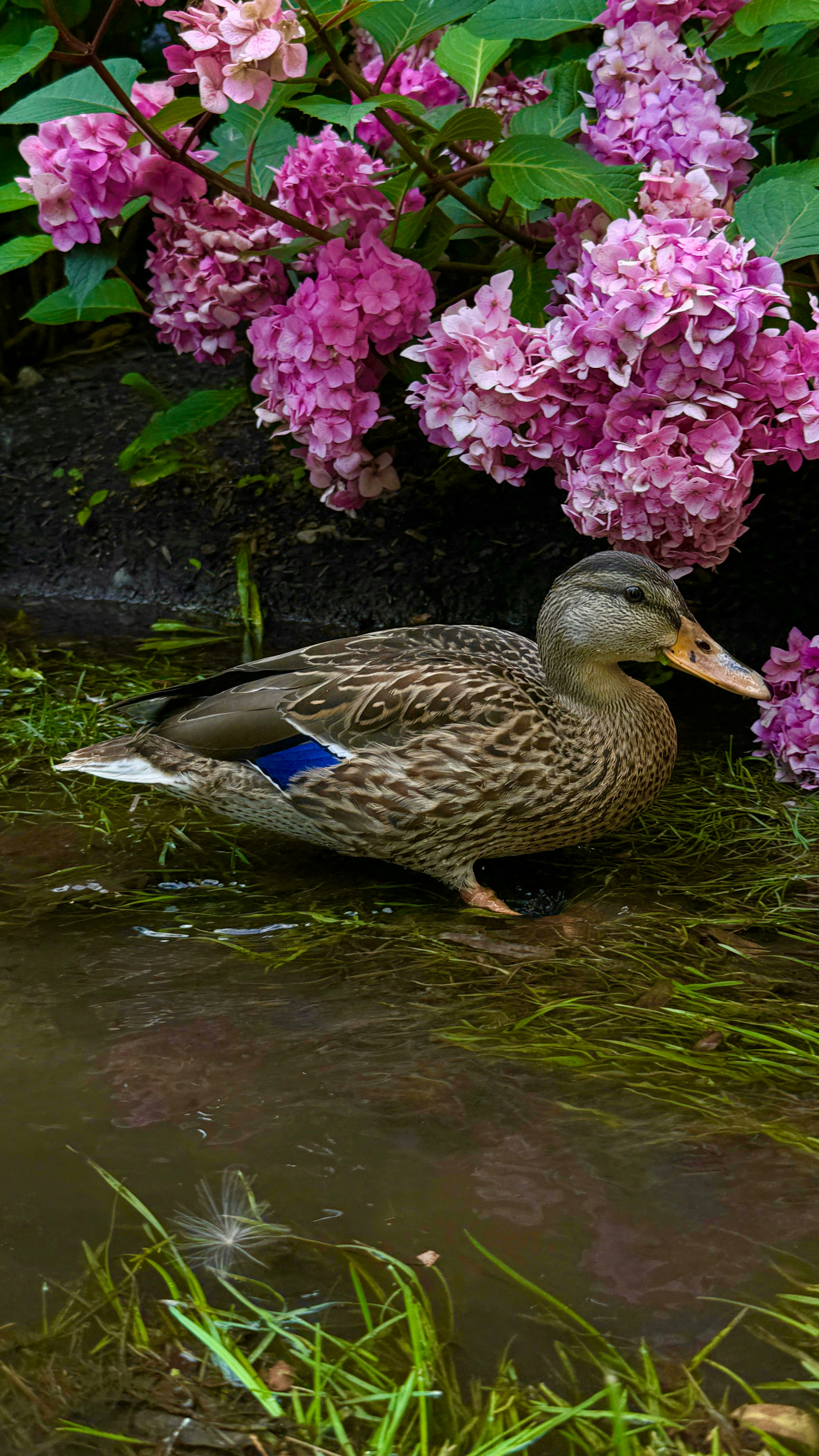 Blue-hipped Hydrangea and Mallard in a Quiet Rain Garden