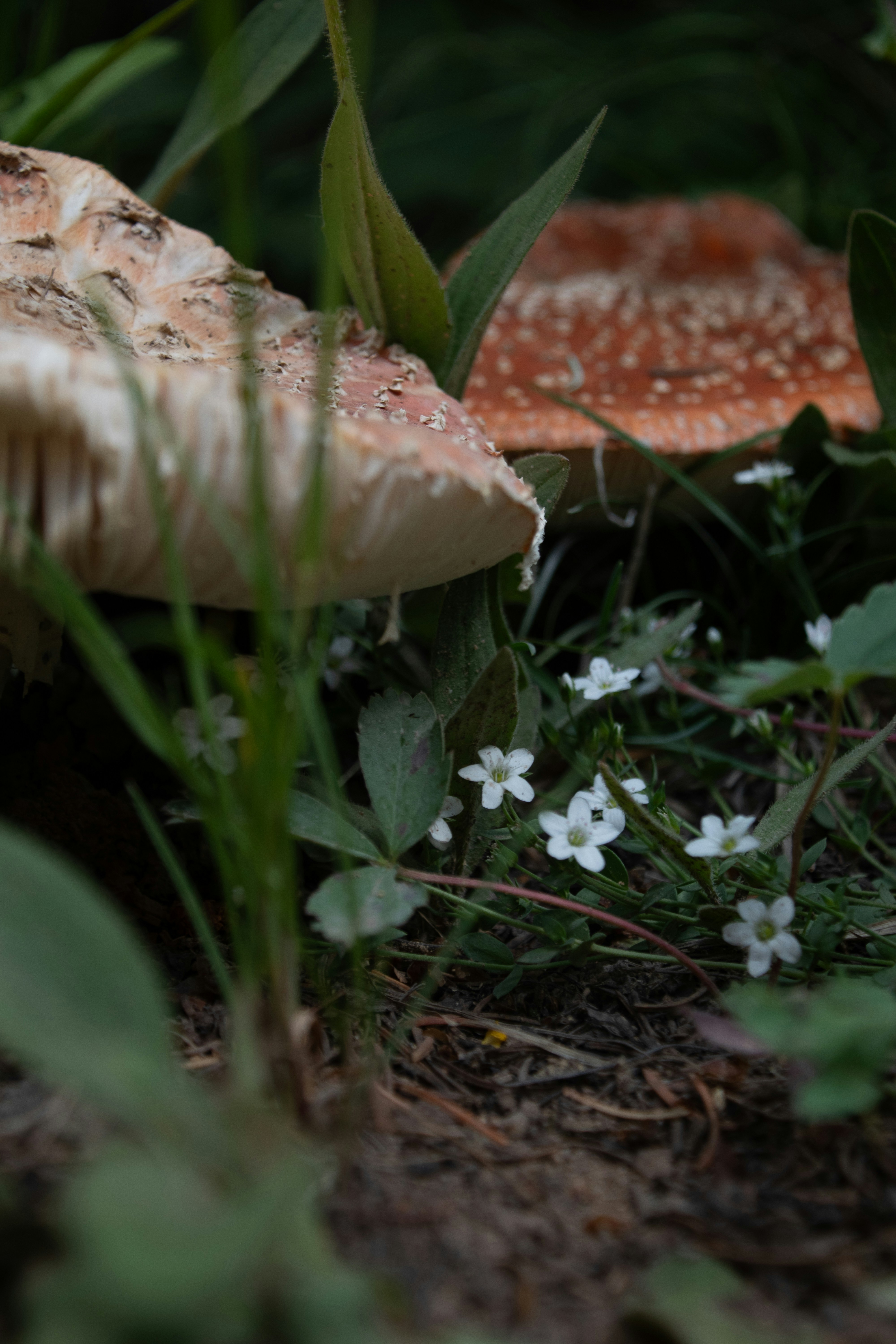 Forest Floor Bounty: A Large Mushroom Framed by Tiny White Flowers