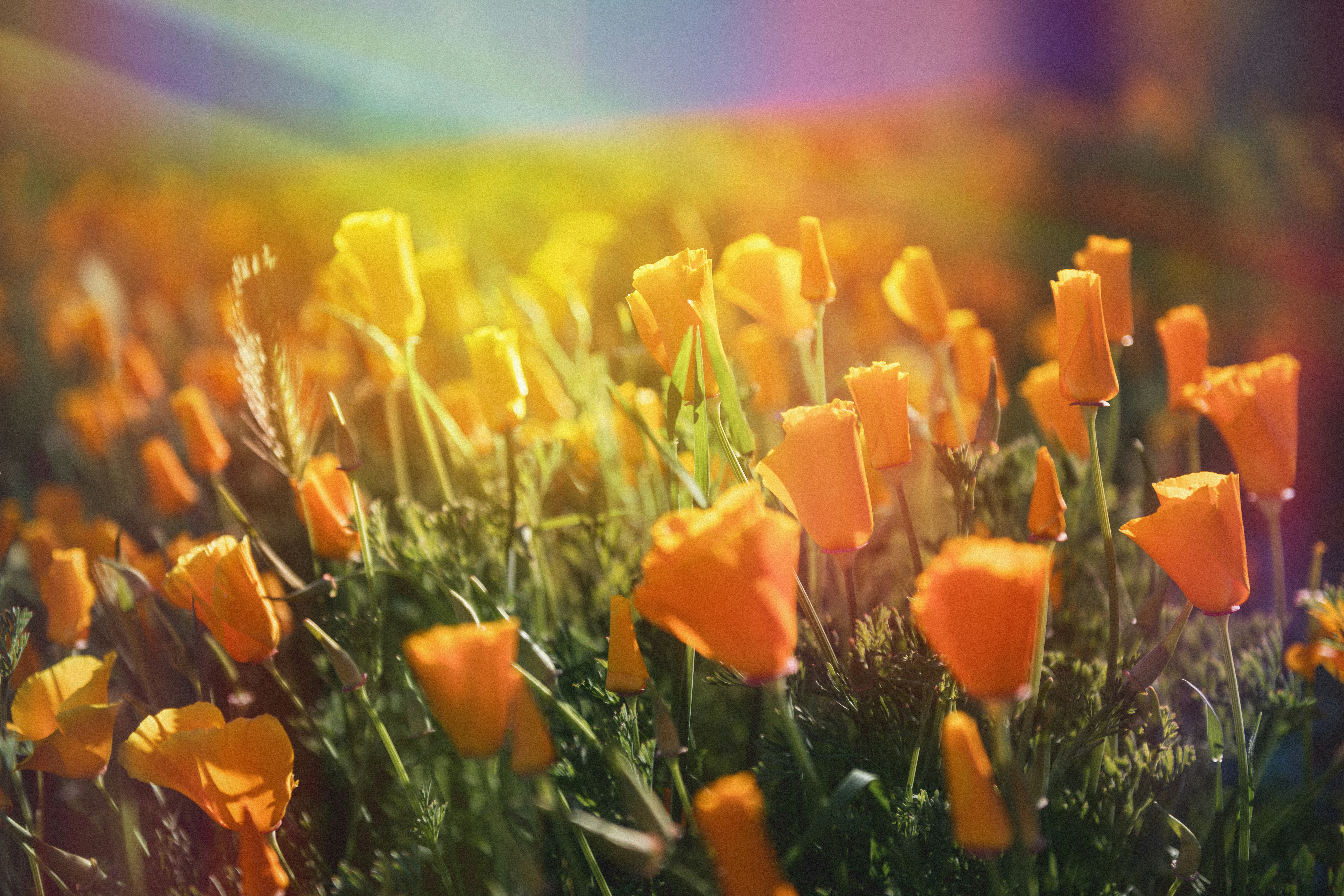 Field of orange poppies illuminated by vibrant rainbow light.