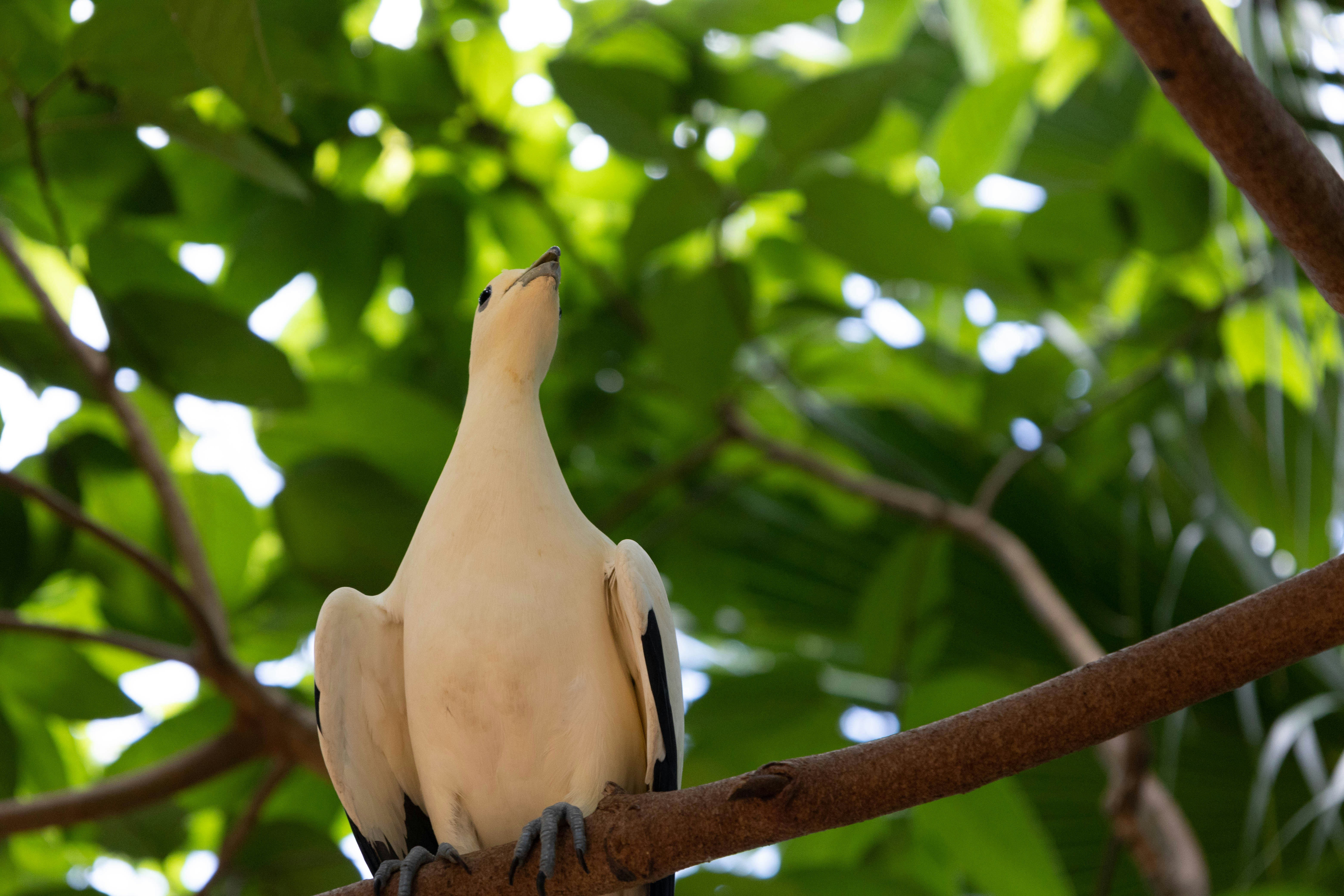 Pale Bird Perched on a Branch Against a Lush Green Canopy