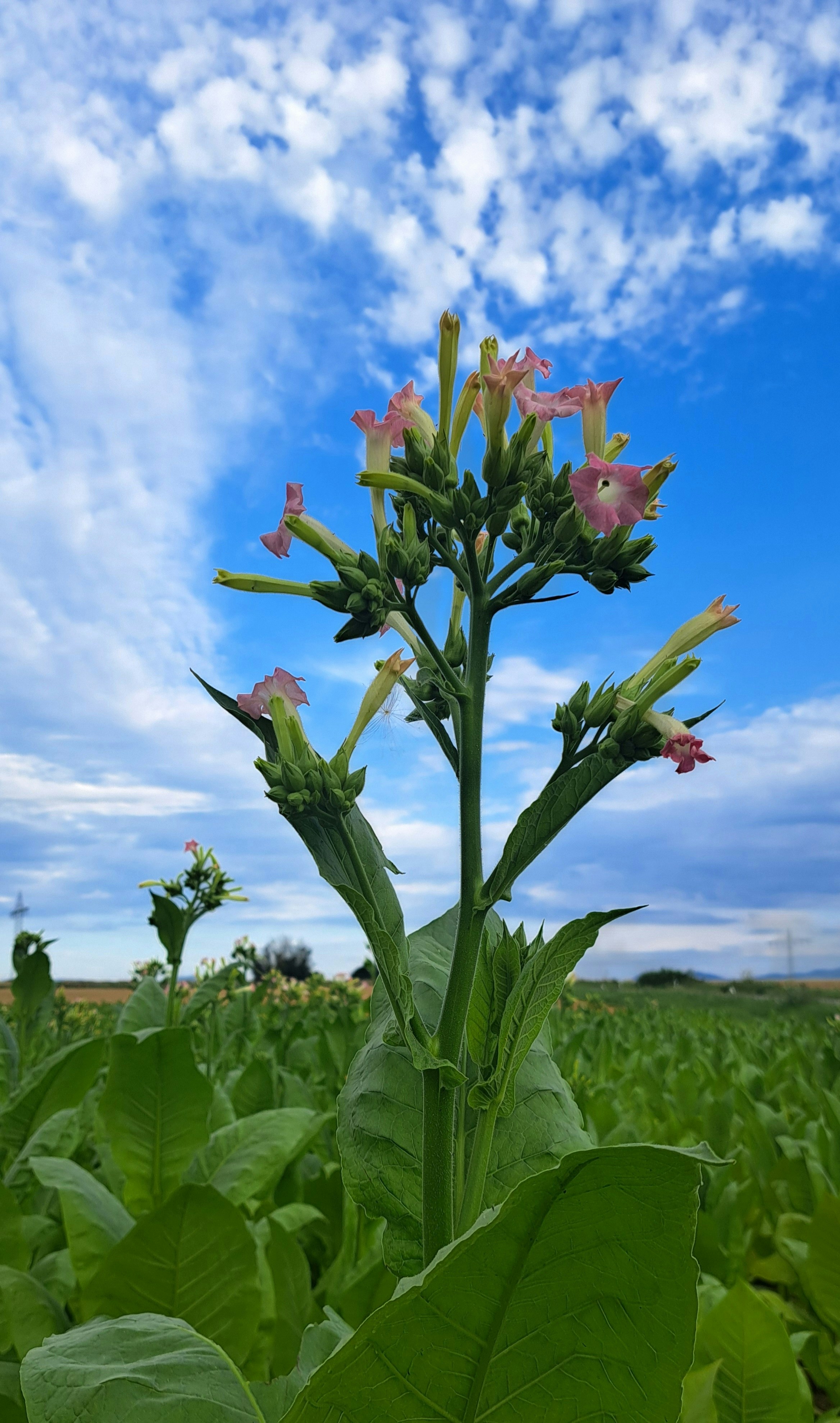 Pink-Clustered Spike Reaching Toward a Cerulean Sky