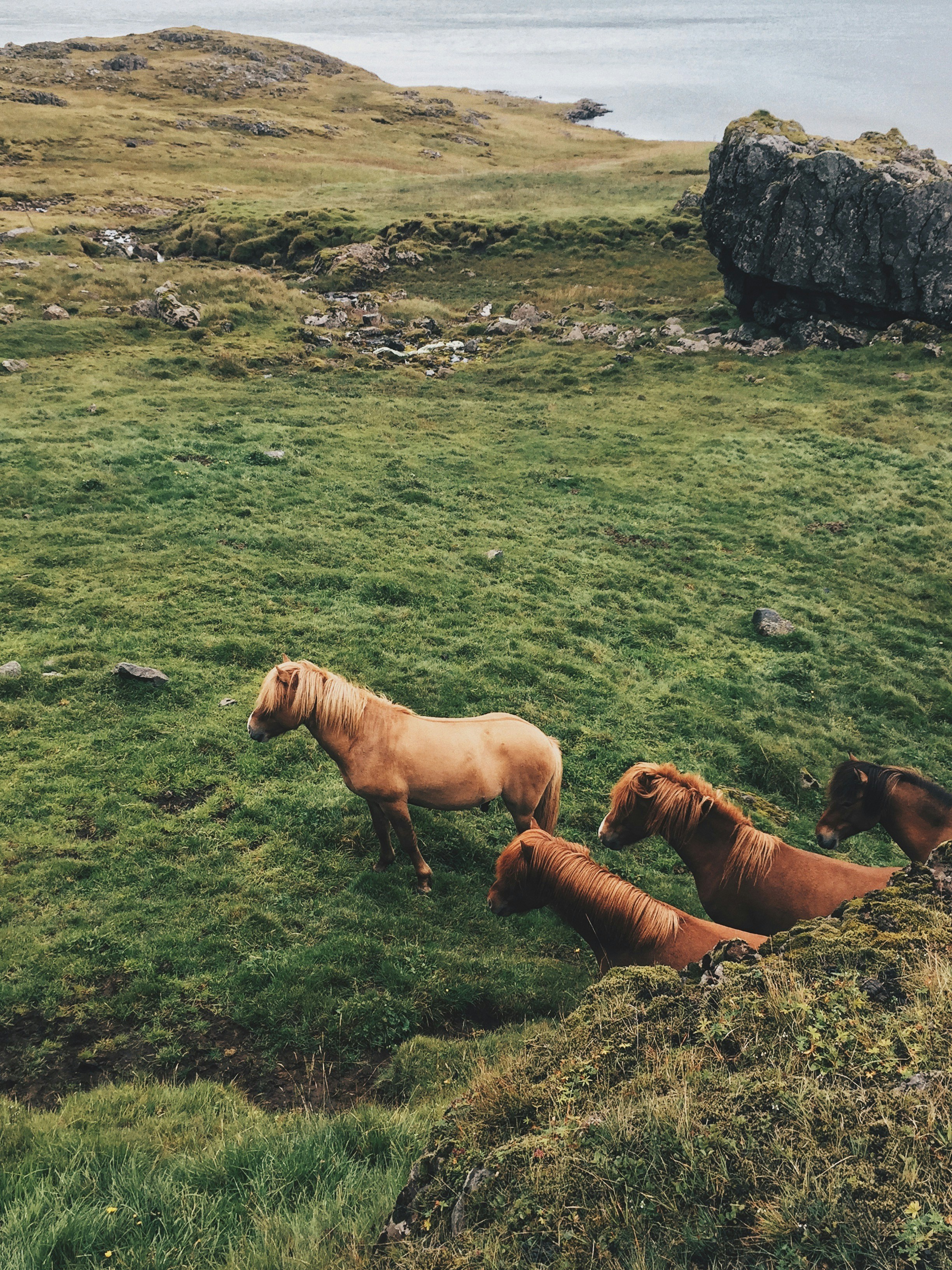 Grazers on a Wind-Swept Moor by the Coastal Edge