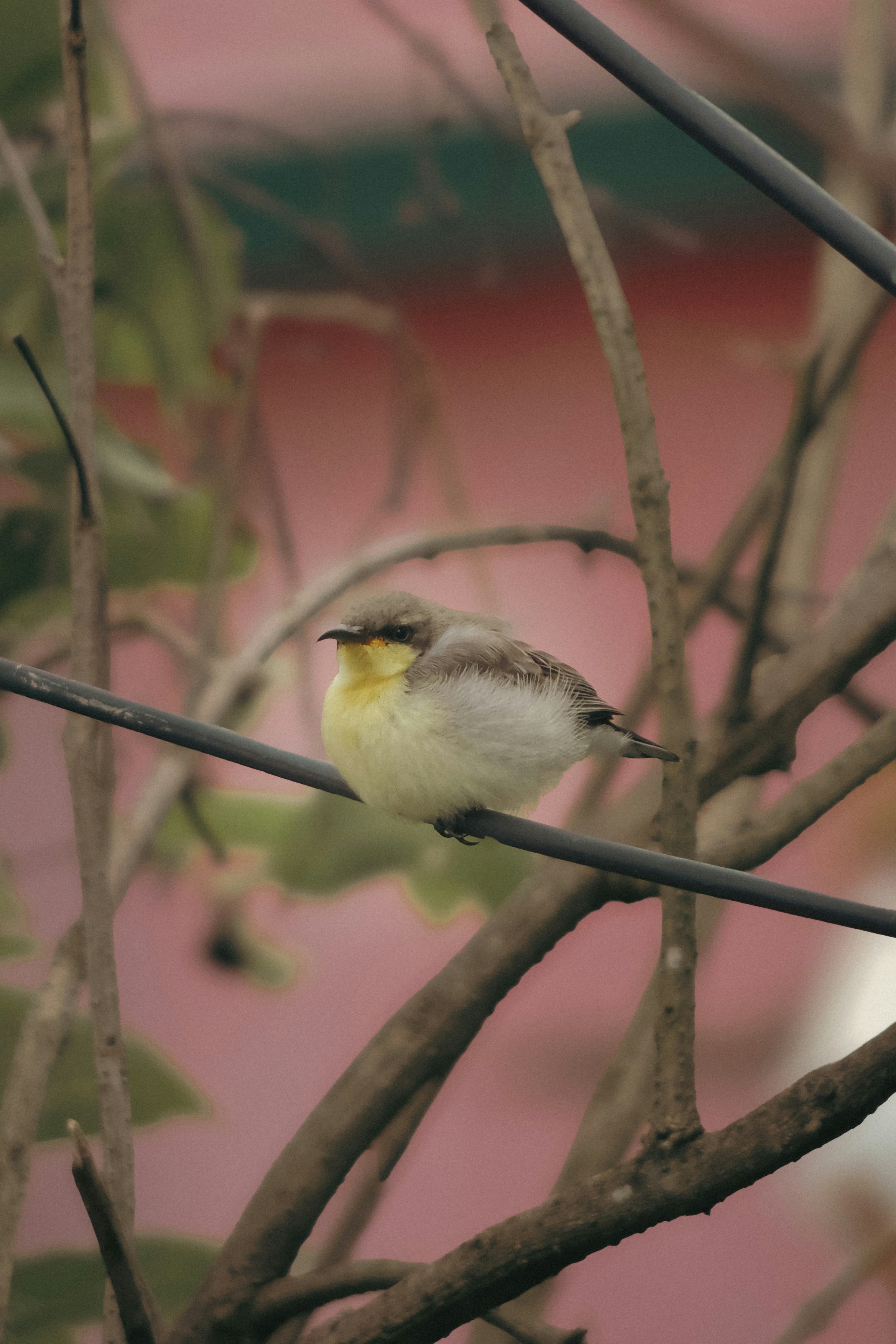 Rose-Walled Perch: Yellow-throated Warbler on a Wire Among Twigs